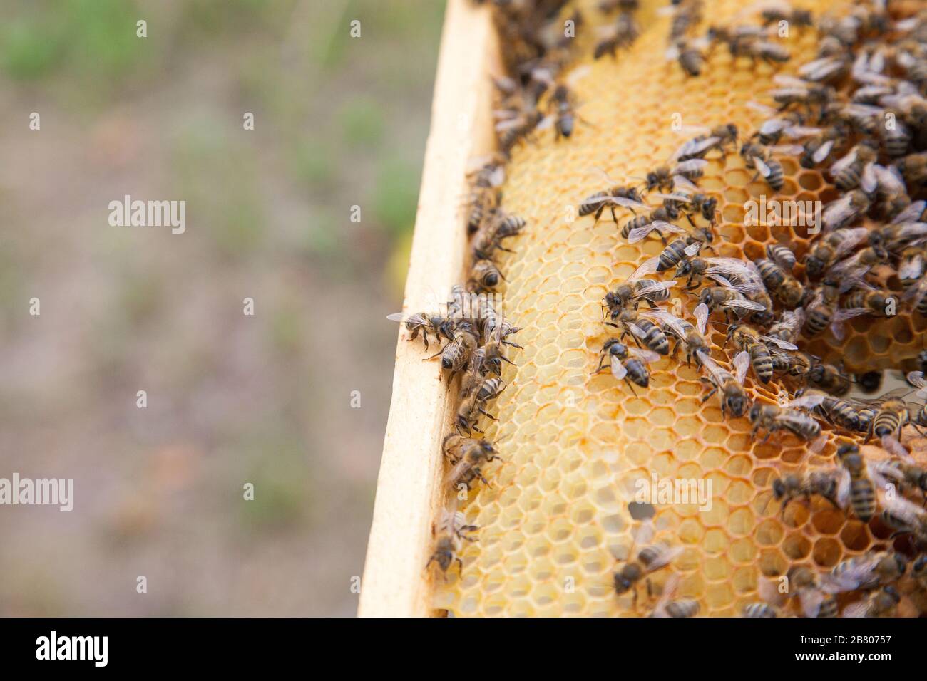 Close up view of the working bees on the honeycomb. Yellow honeycomb ...