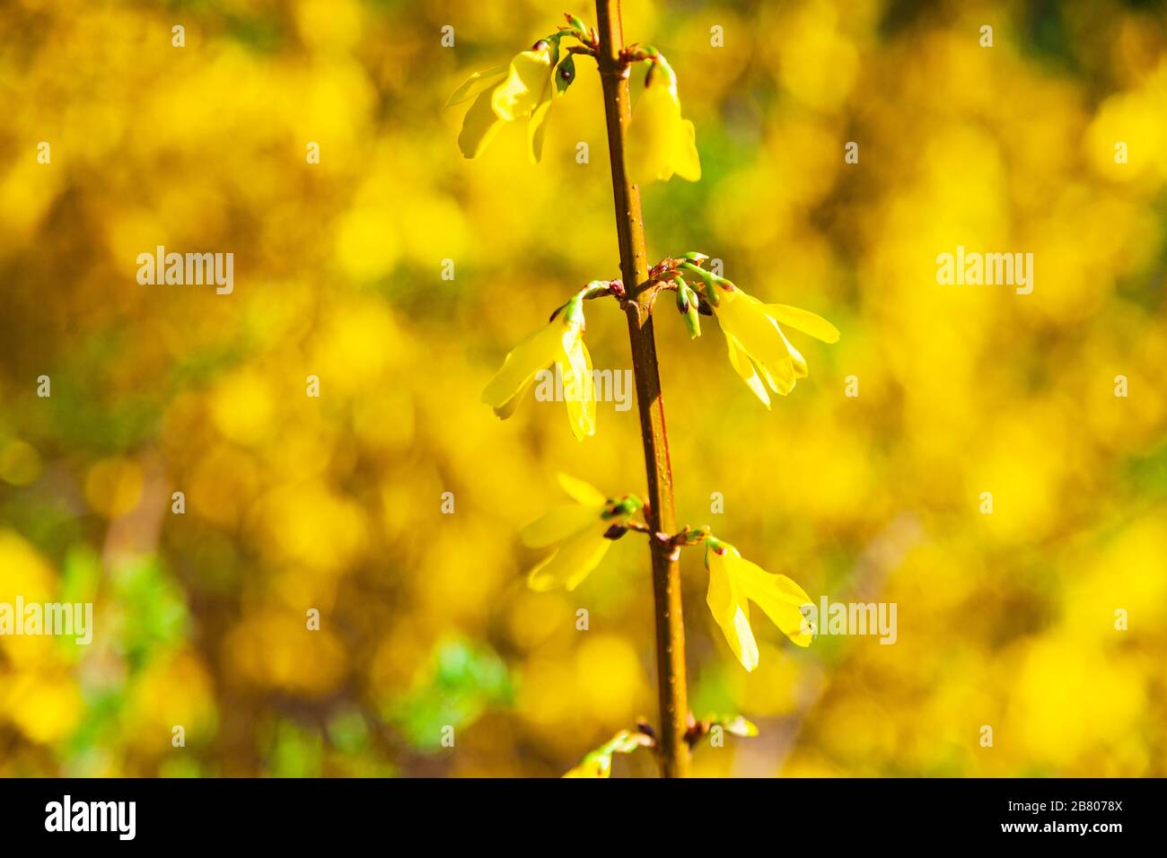Blooming yellow bush in a spring park closeup. Freesia Stock Photo - Alamy