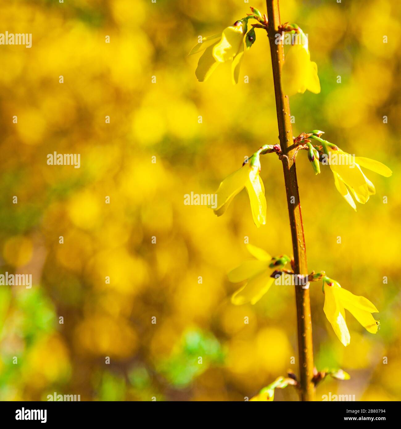 Blooming yellow bush in a spring park closeup. Freesia Stock Photo - Alamy