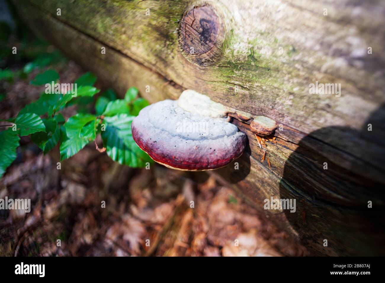 View of the Hymenochaetaceae, family of fungi in the order ...