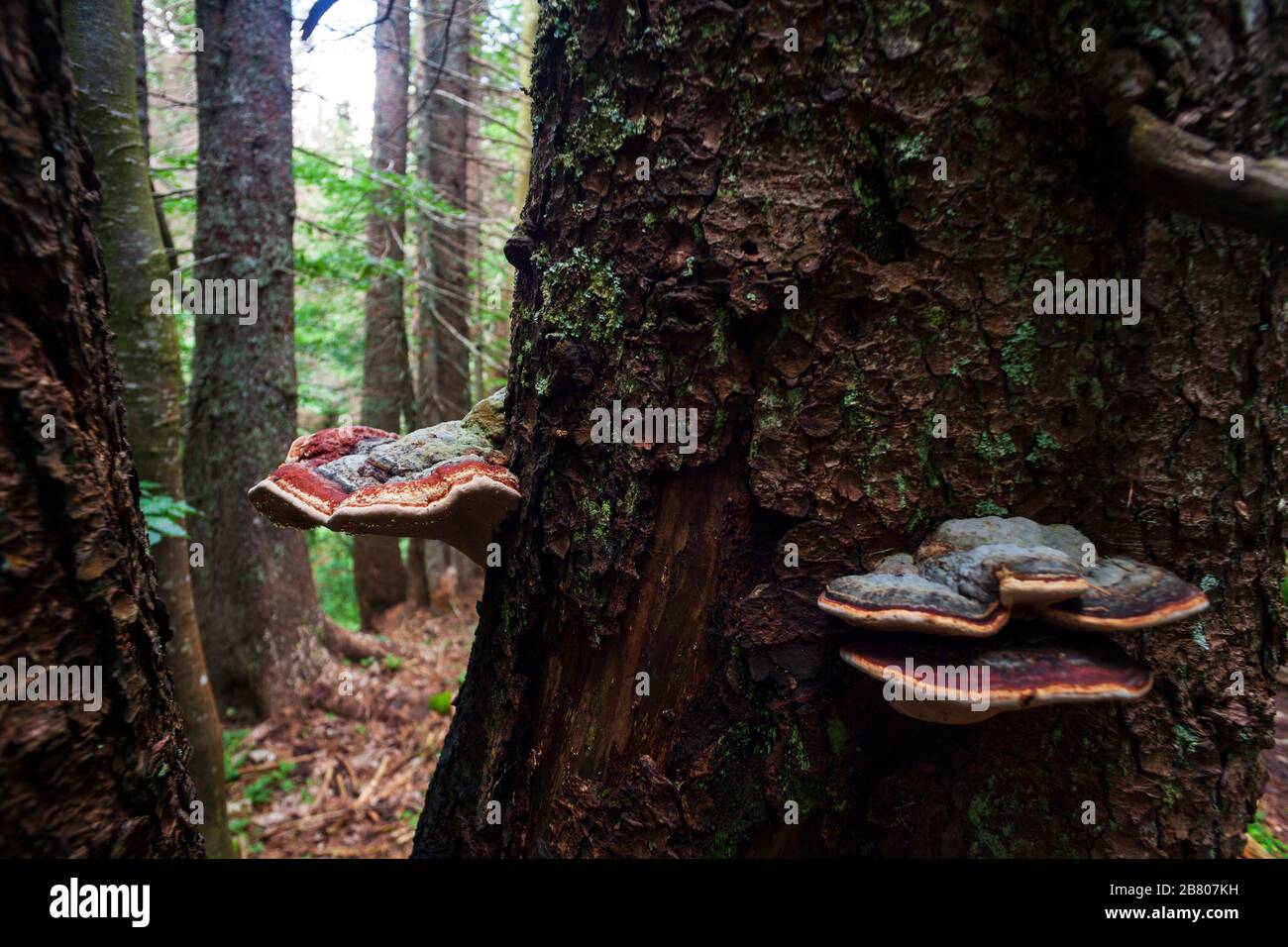 Family hymenochaetaceae hi-res stock photography and images - Alamy