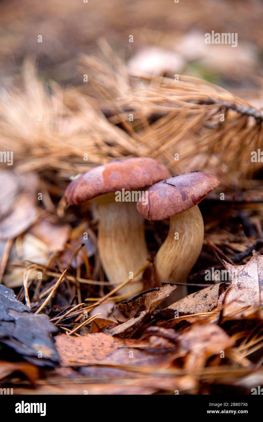 Close up view of double mushroom boletus badius, imleria badia or bay ...