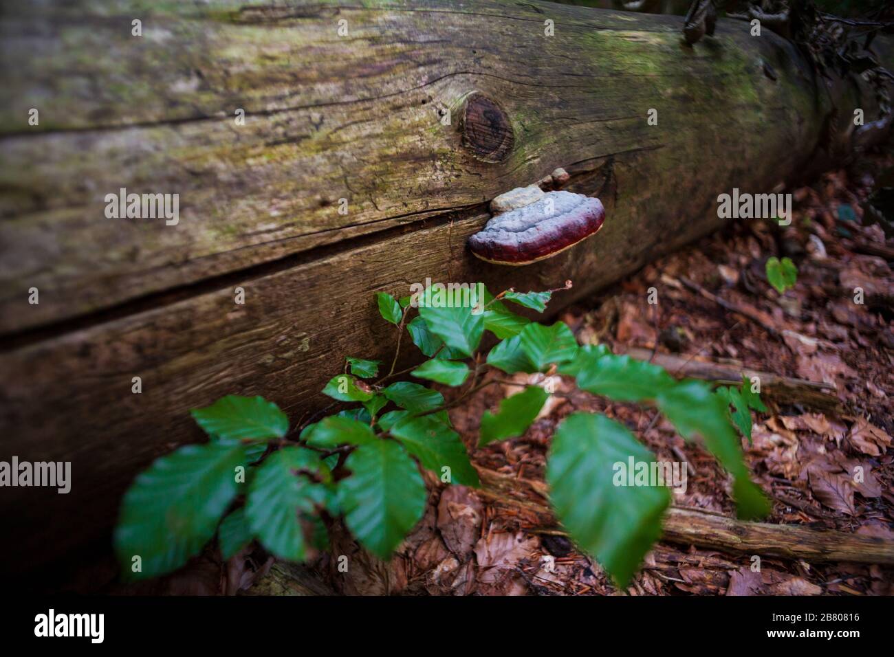 View of the Hymenochaetaceae, family of fungi in the order ...