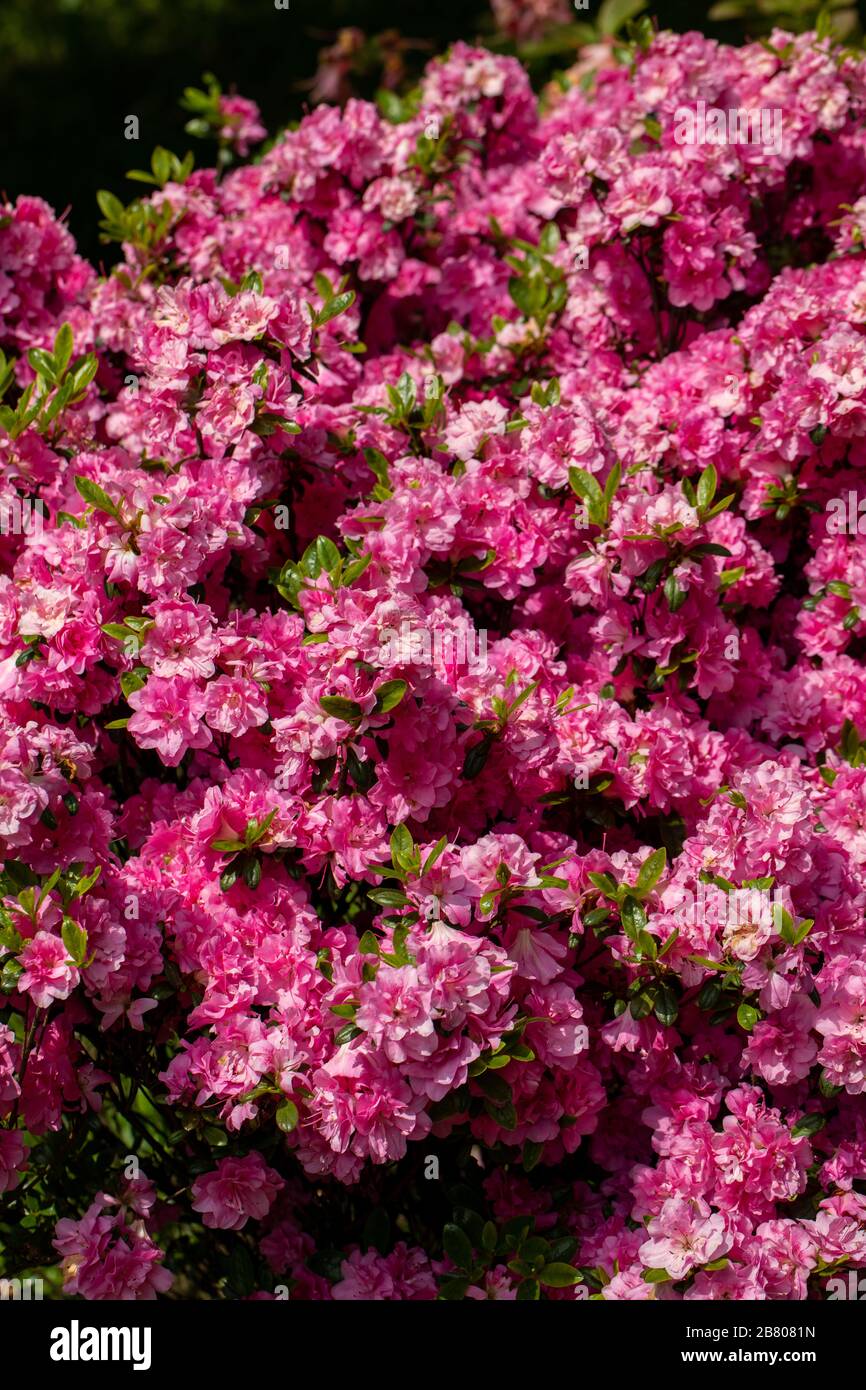 Pink Japanese Azalea on the branch in the garden Stock Photo - Alamy
