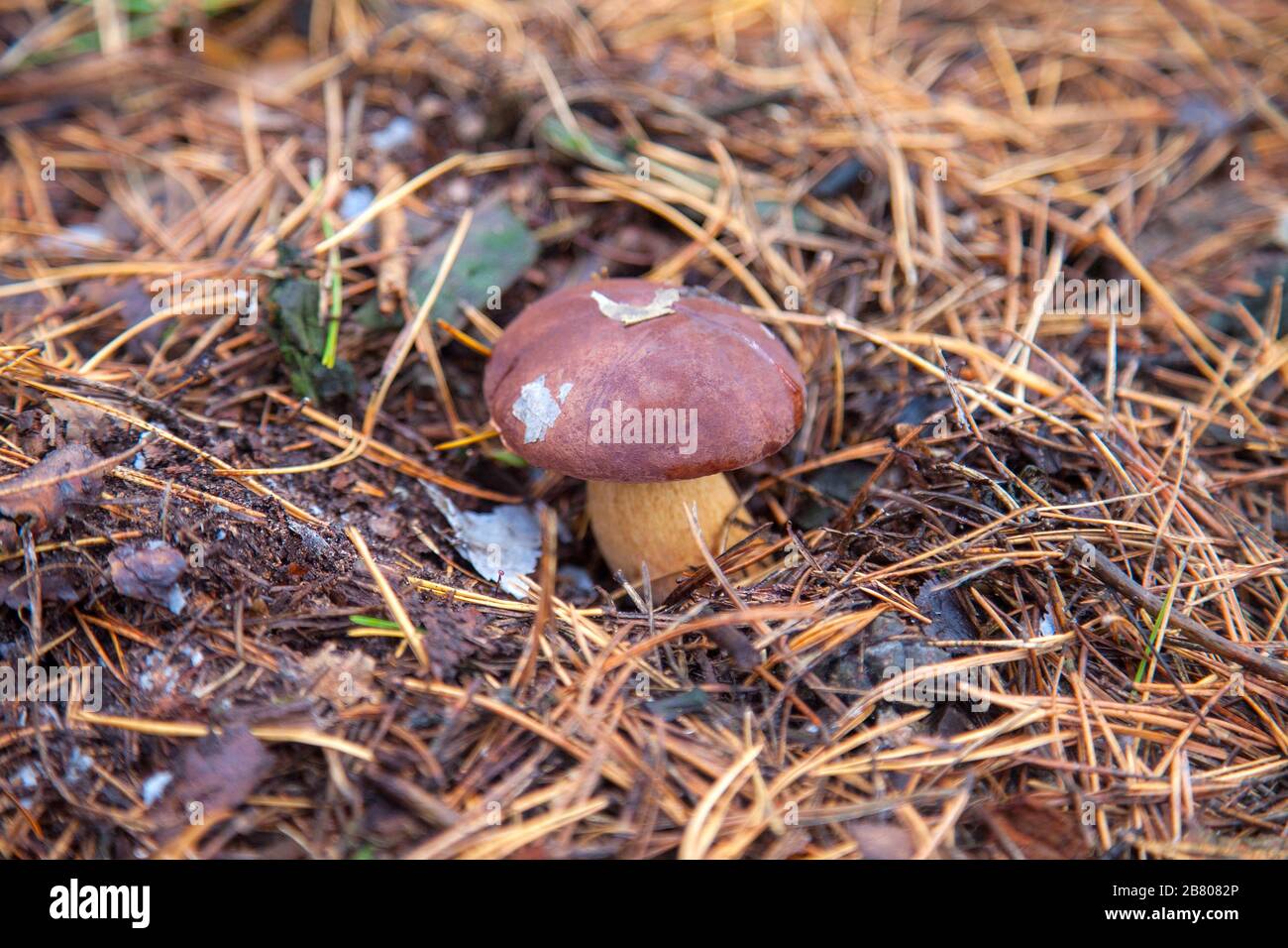 Close up view of boletus badius, imleria badia or bay bolete growing in ...