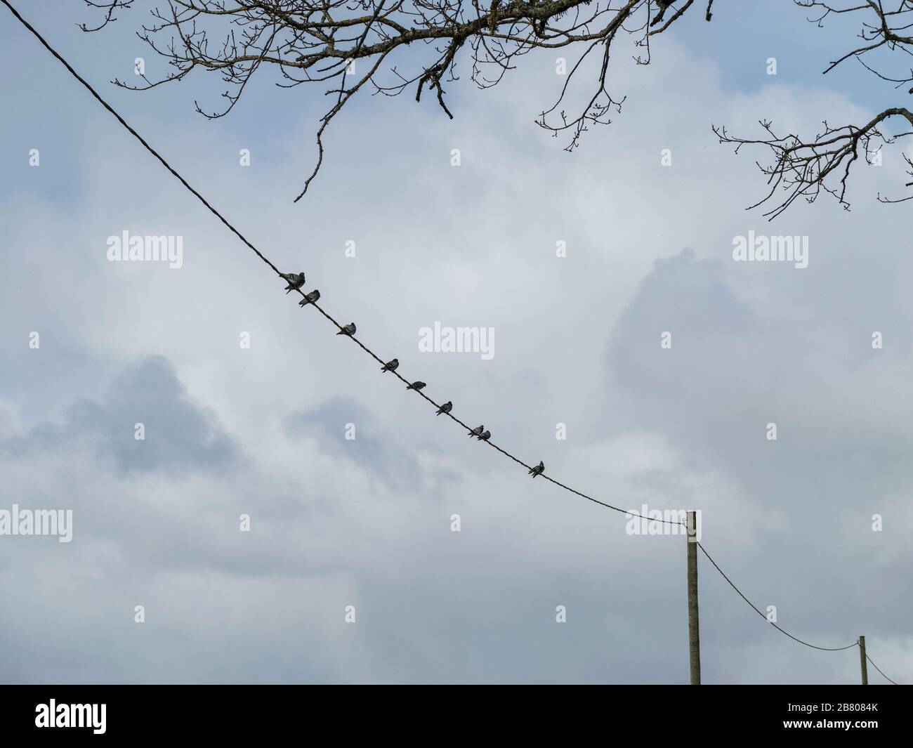 Silhouette bird barbed wire hi-res stock photography and images - Alamy