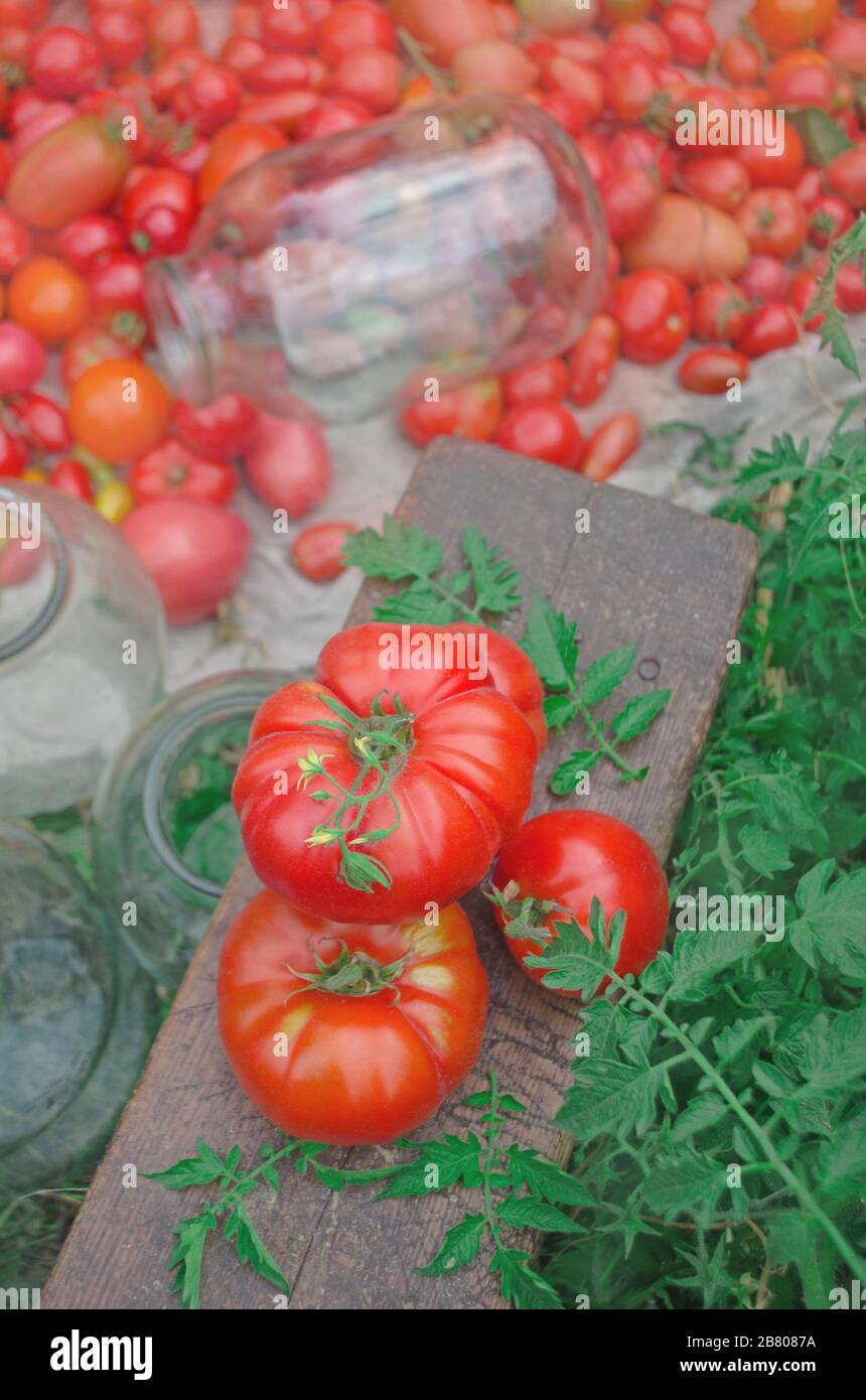 Red tomato outdoors in summer day. Red tomatoes on rustic table Stock ...