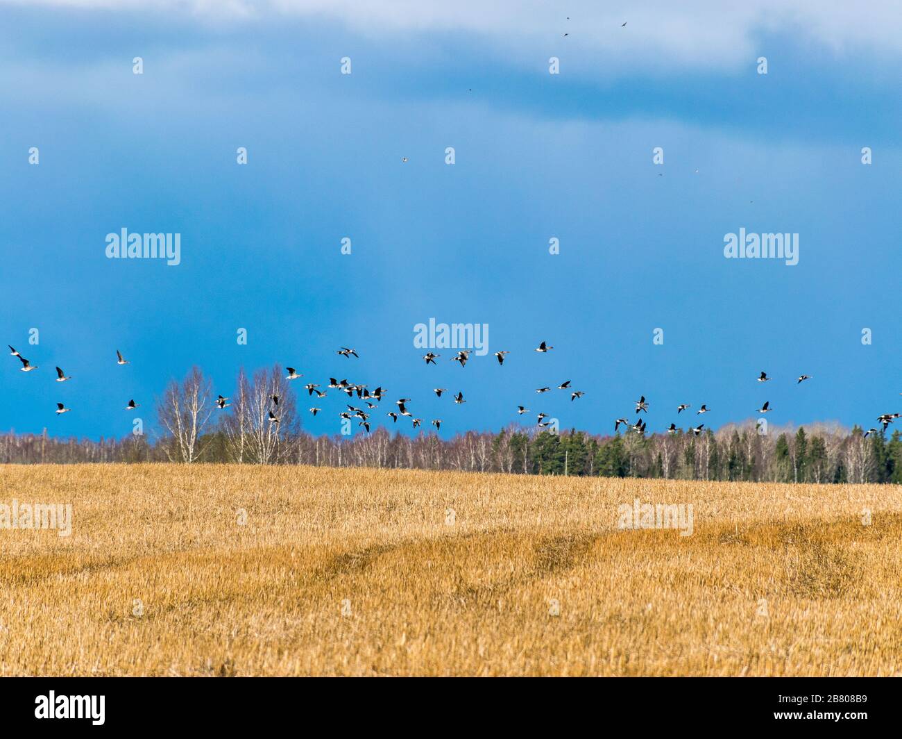 landscape with goose barn in the field, agricultural fields with fresh ...