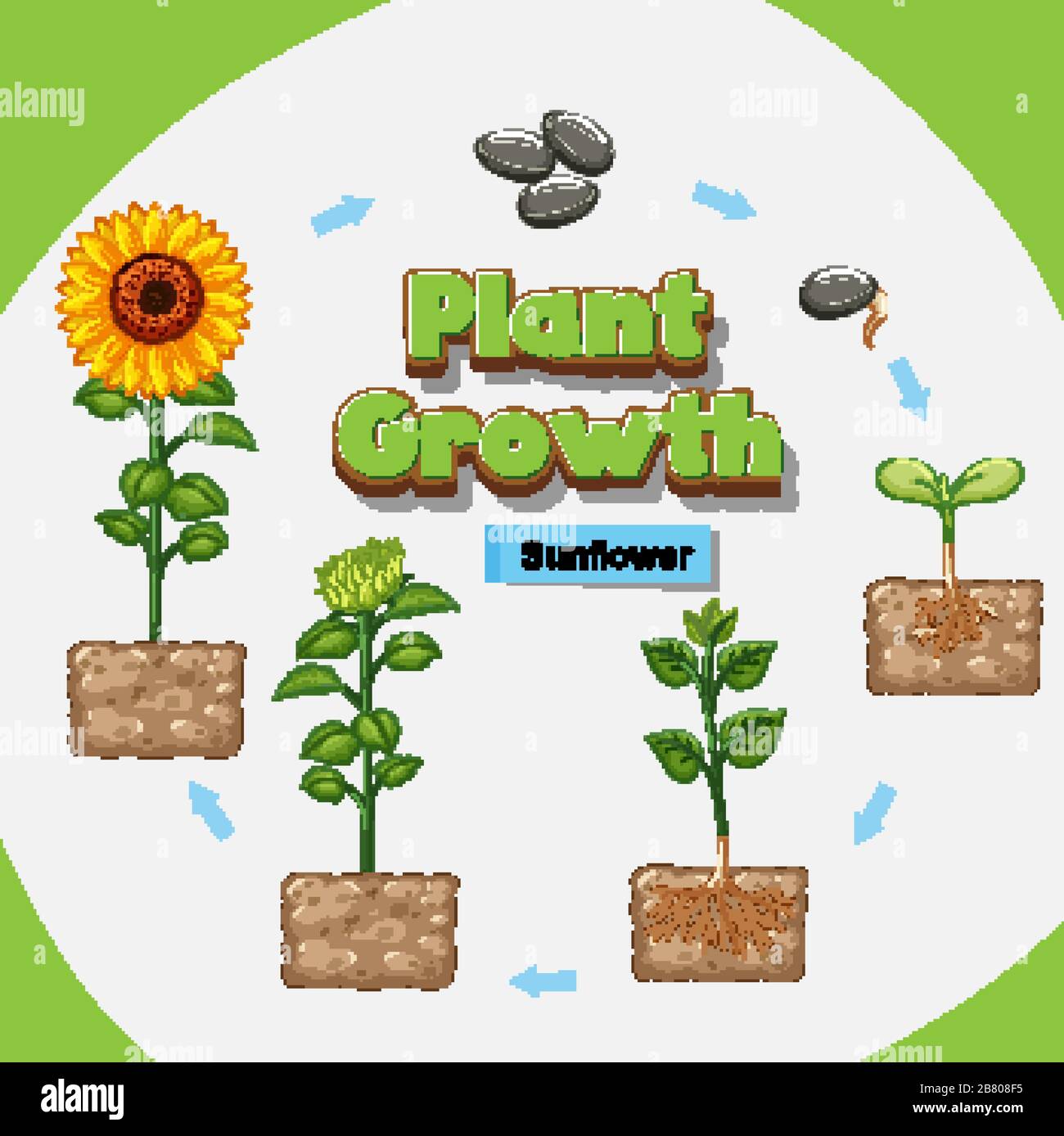 Diagram showing how plants grow from seed to sunflower illustration ...
