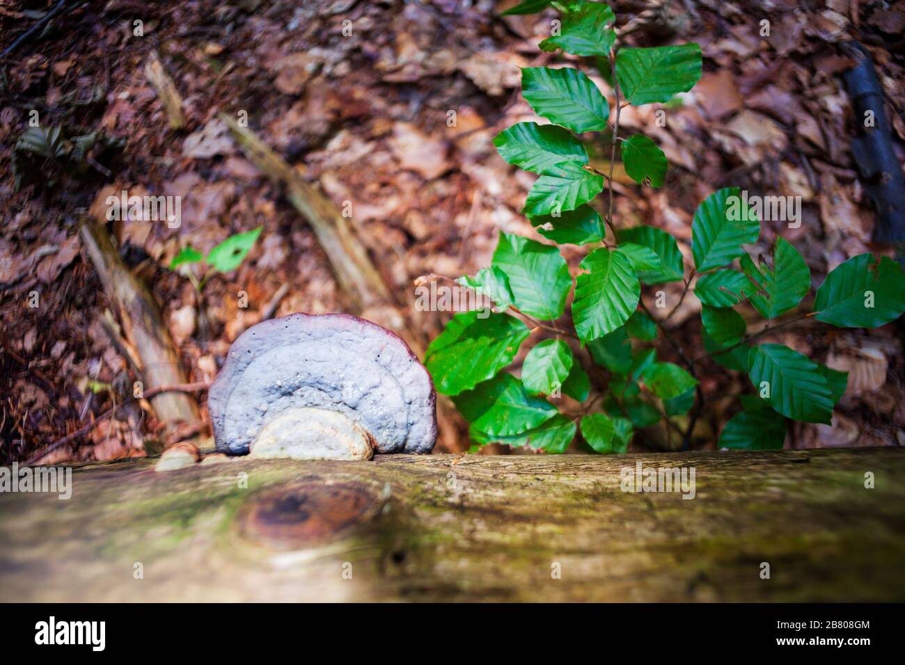 View of the Hymenochaetaceae, family of fungi in the order ...