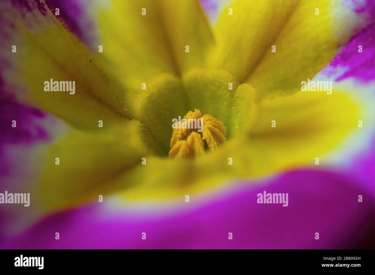 Sharp bird photos hi-res stock photography and images - Alamy