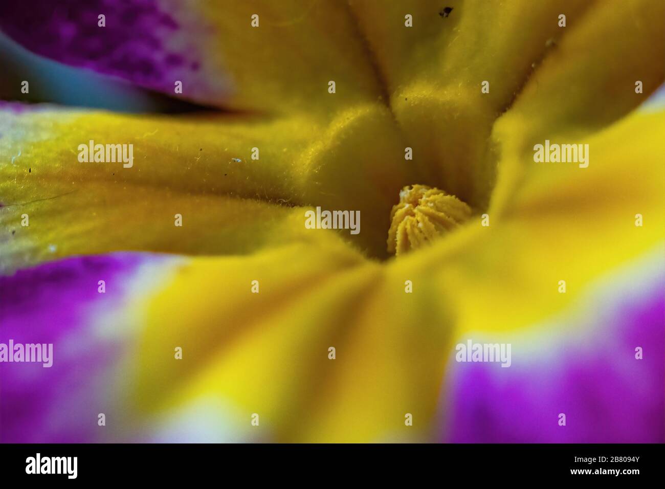 Sharp bird photos hi-res stock photography and images - Alamy