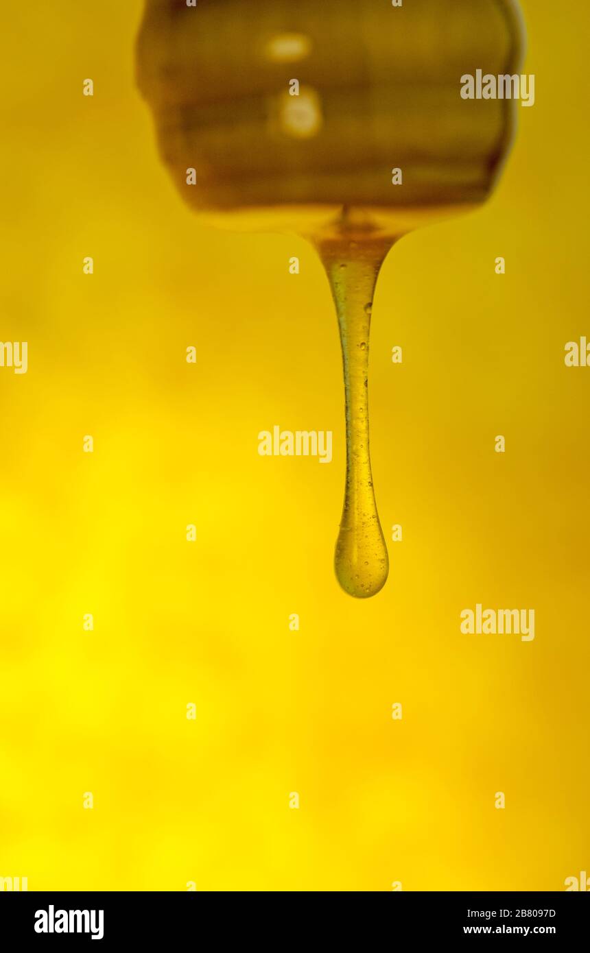 Honey flow dropping. Sweet amber flower honey flows Stock Photo - Alamy