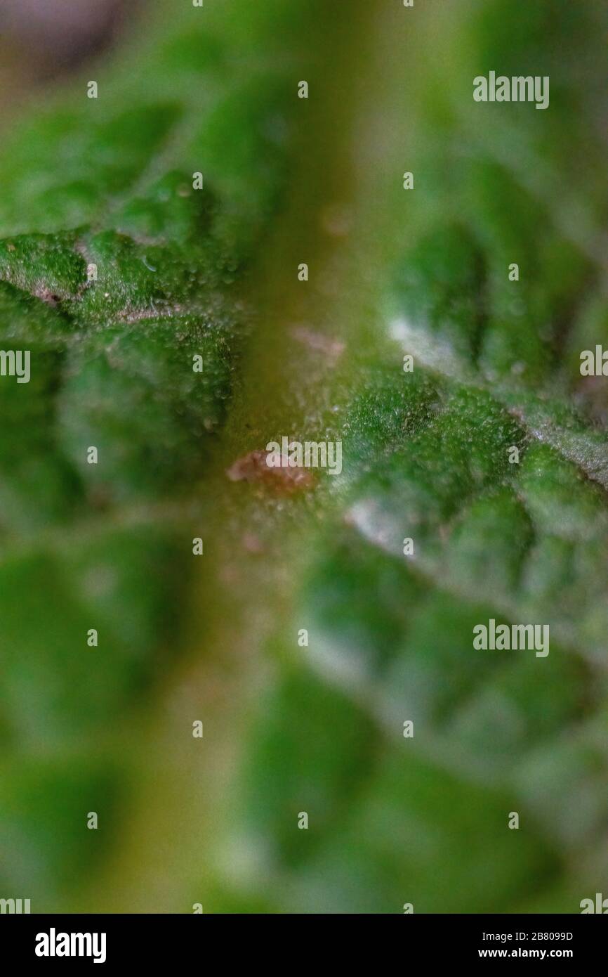 Sharp bird photos hi-res stock photography and images - Alamy