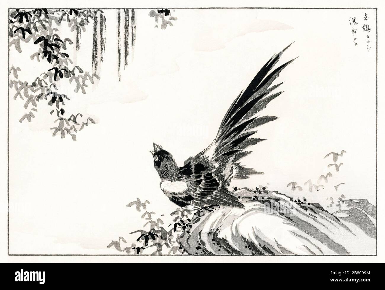 Magpie Illustration Abstract High Resolution Stock Photography and ...