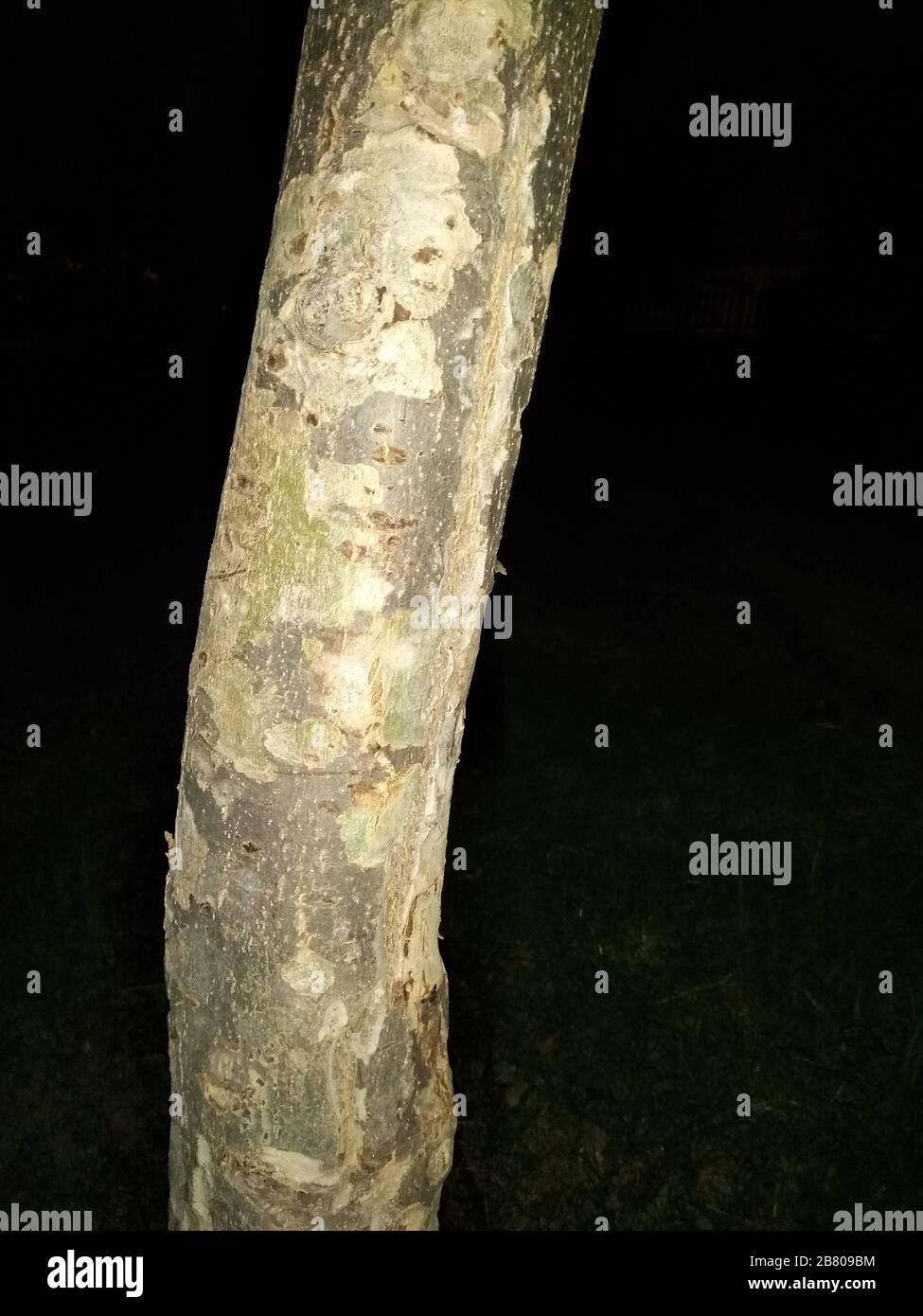A picture of tree trunk Stock Photo - Alamy