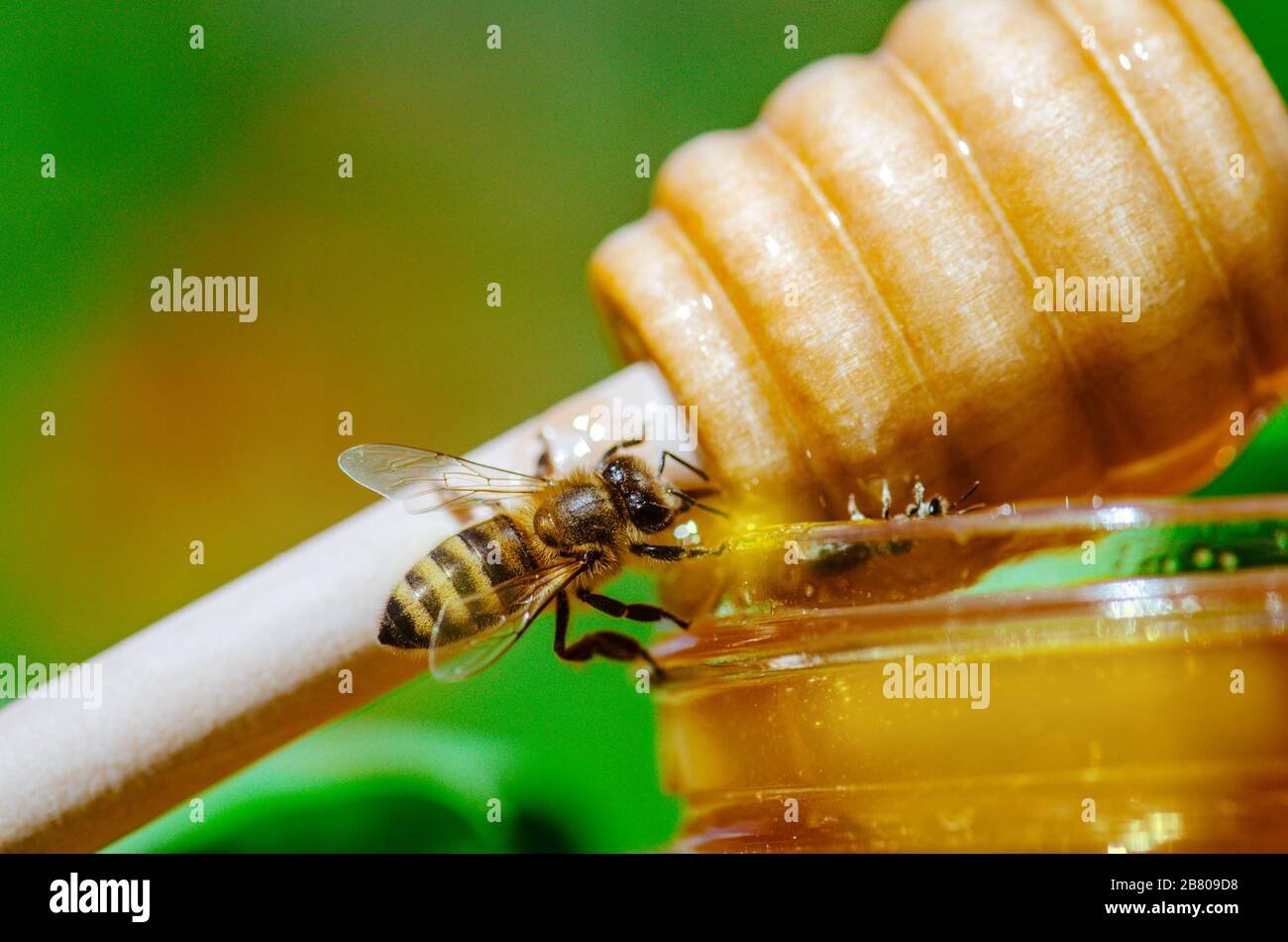 wooden honey dipper and western honey bee. Honey Bee on nature ...