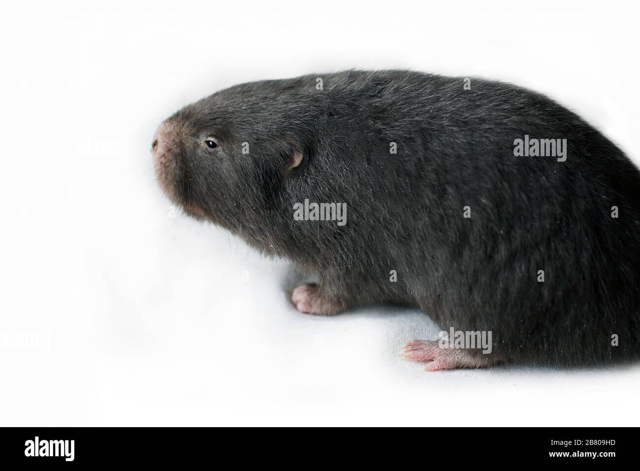 mole, the mole are molehill wool black grey color, asia mole on ...
