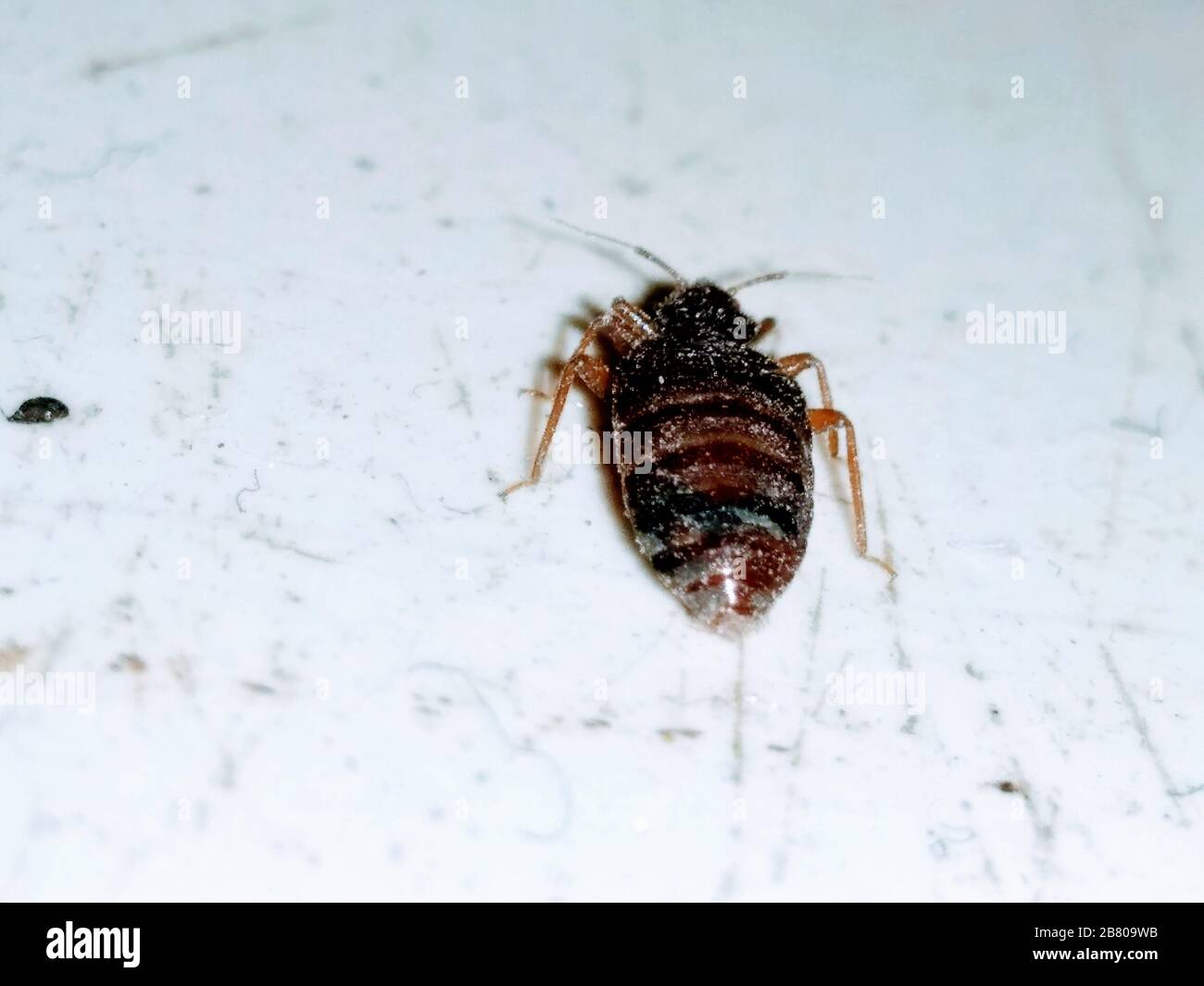 Severe Bed Bug Infestation