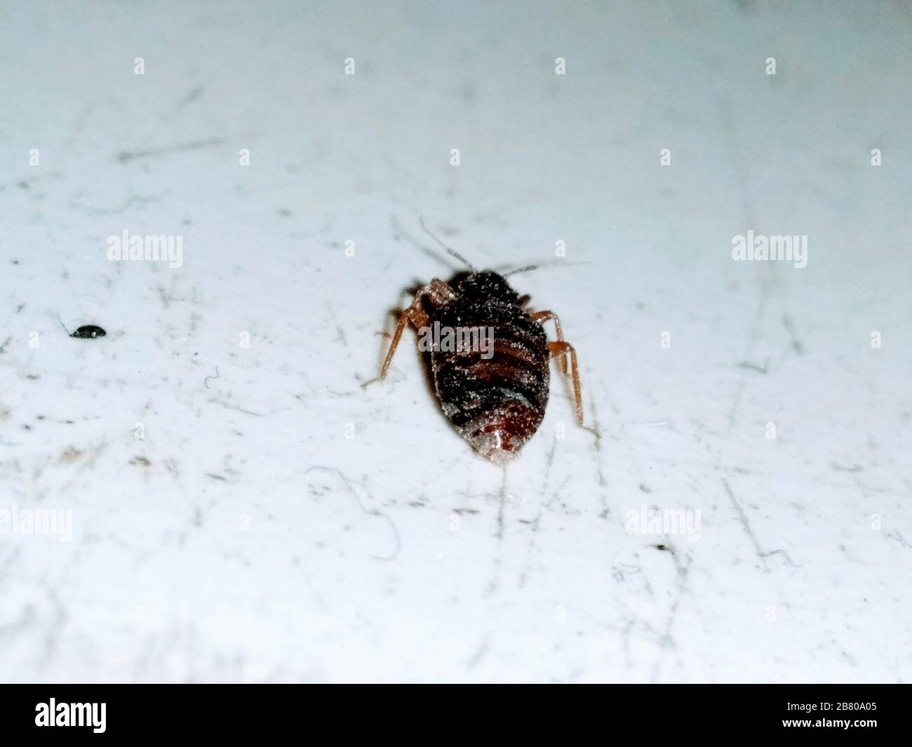 A picture of bedbug Stock Photo - Alamy