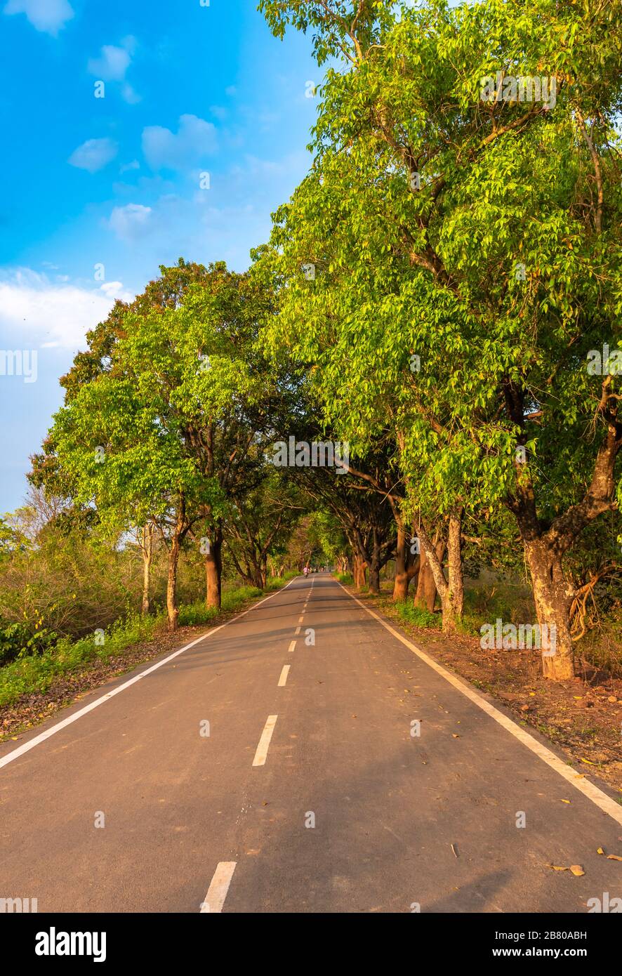 Indian forest roads hi-res stock photography and images - Alamy