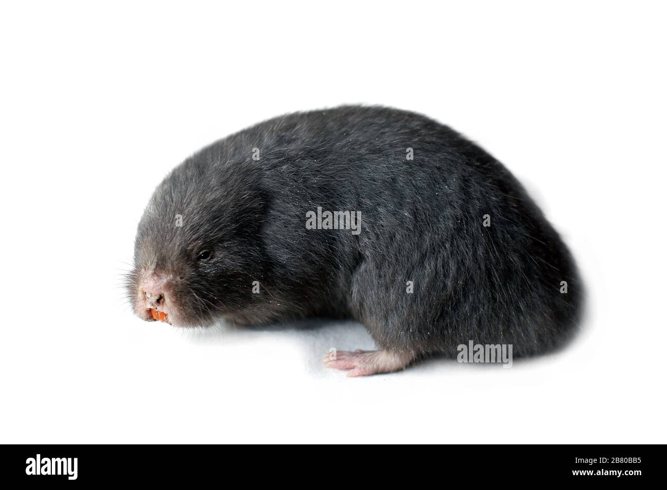 mole, the mole are molehill wool black grey color, asia mole on ...
