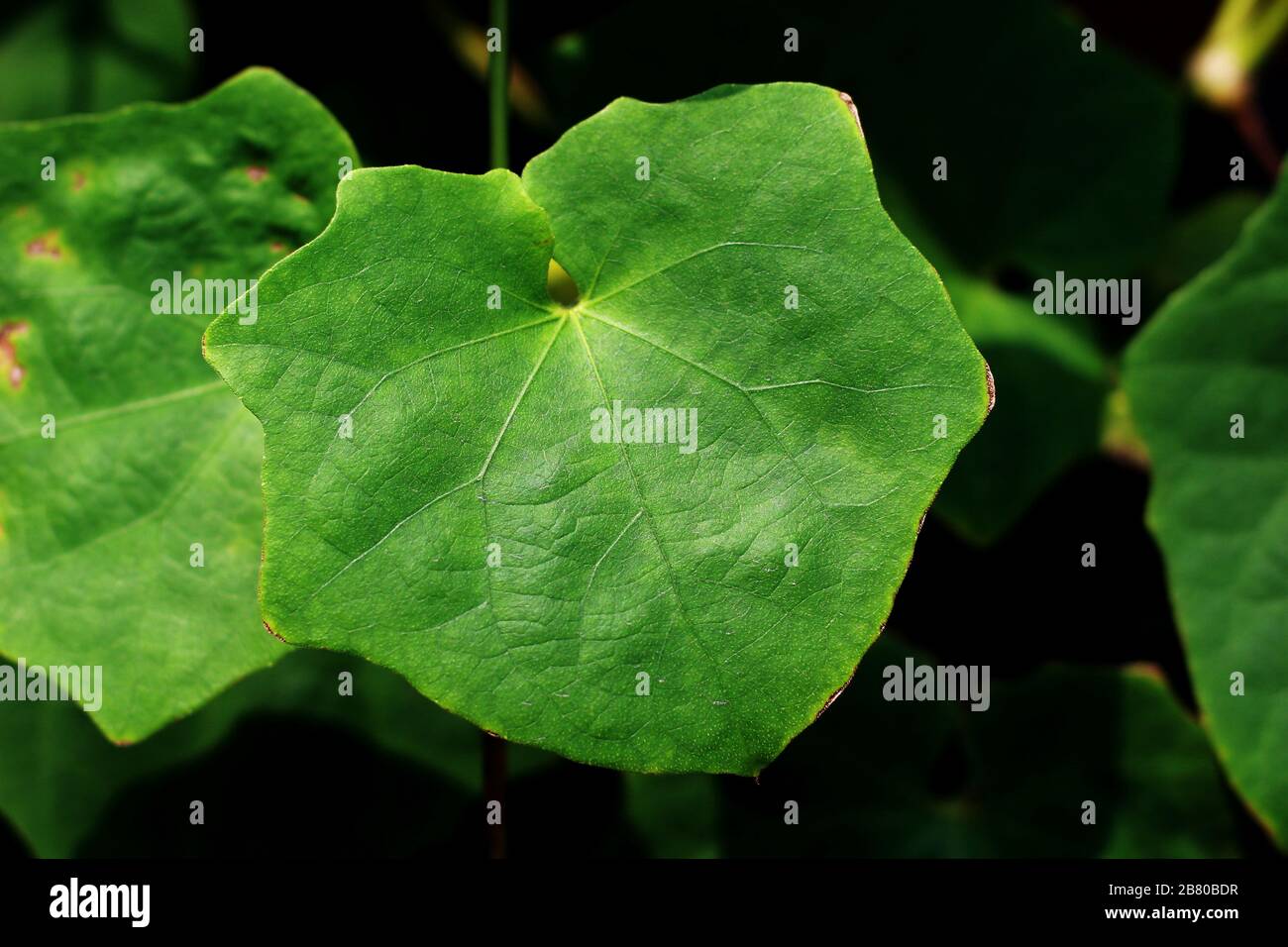 Leaves green polygon shaped Stock Photo - Alamy