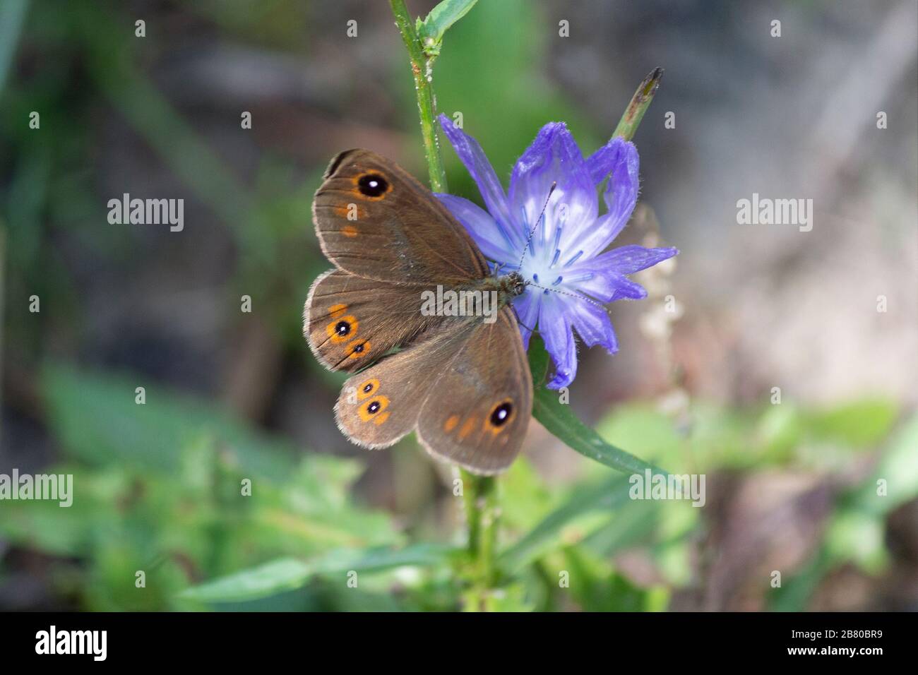 Butterfly Meadow Brown Butterfly - Maniola jurtina on a field flower ...