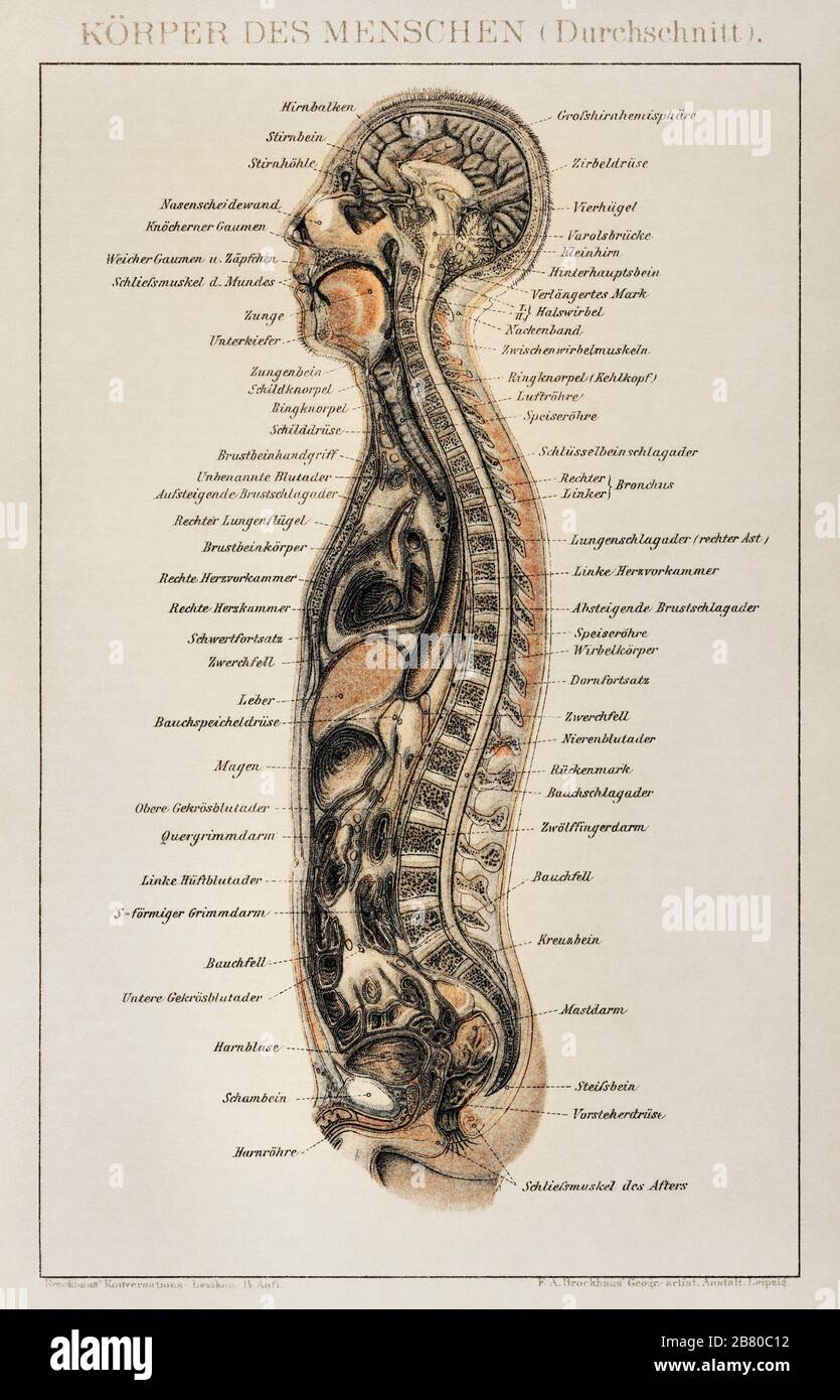 Body human vintage chart hi-res stock photography and images - Alamy