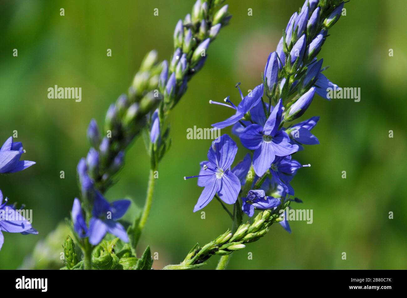 Inflorescence of veronica flowers closeup. Common names of this plant ...
