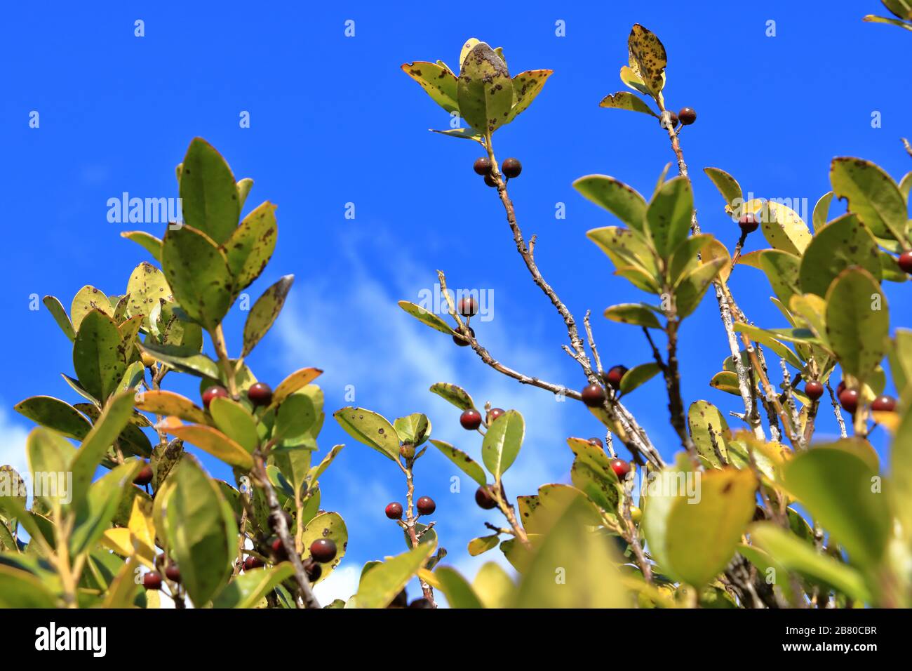 The foliage and fruits of the 'Wildfire' black tupelo (Nyssa sylvatica ...