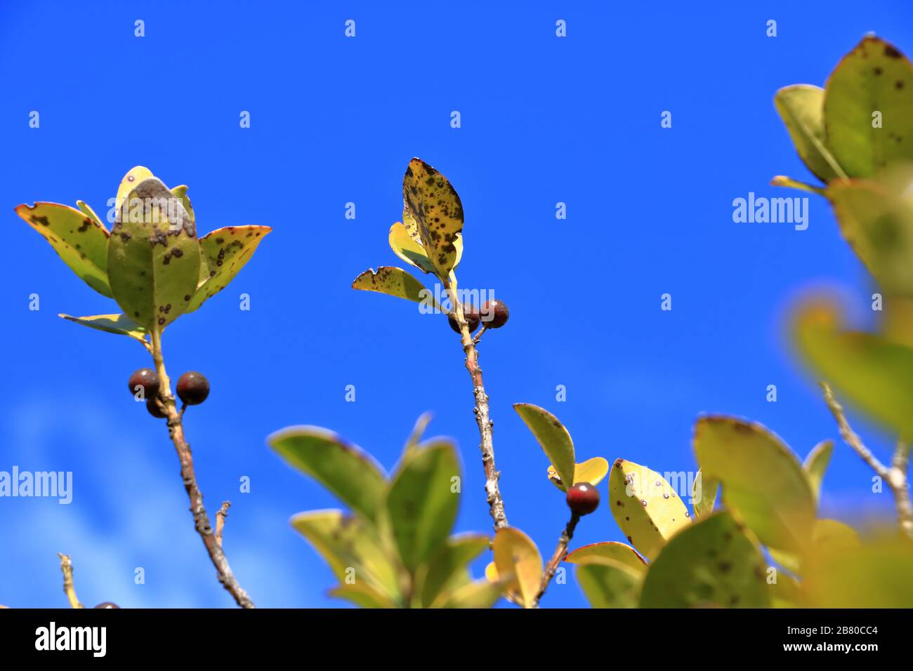 The foliage and fruits of the 'Wildfire' black tupelo (Nyssa sylvatica ...