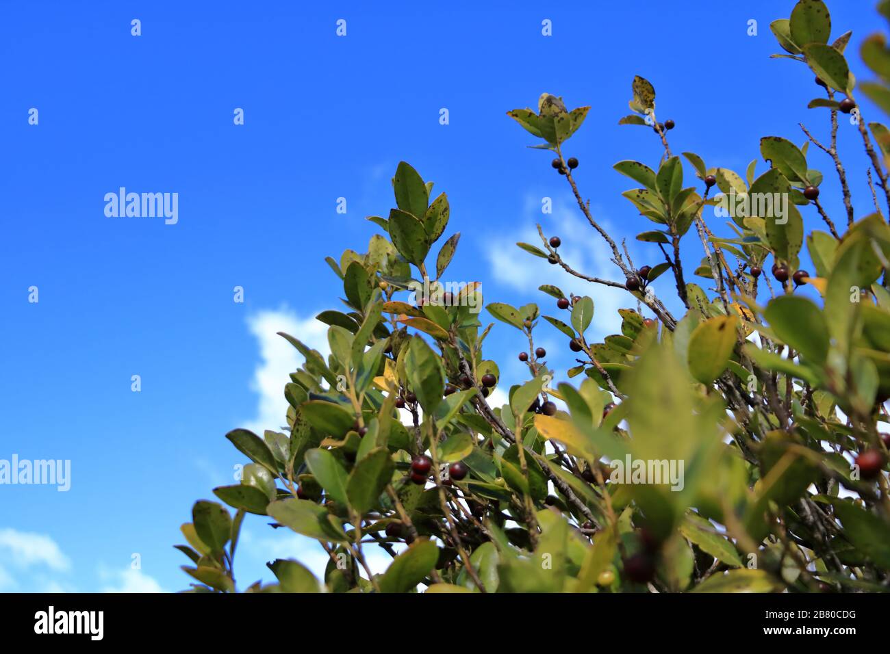 The foliage and fruits of the 'Wildfire' black tupelo (Nyssa sylvatica ...