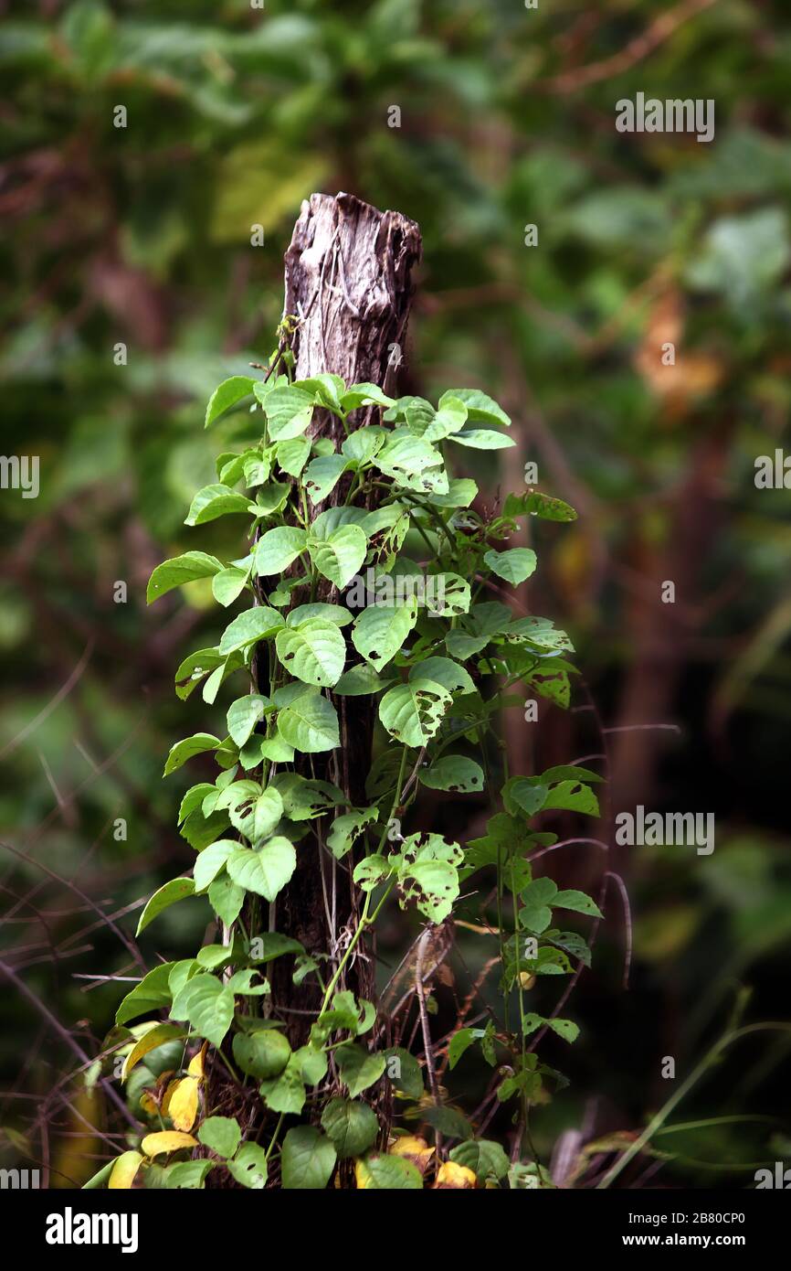 Stump old and small trees growing on the timber on nature green ...