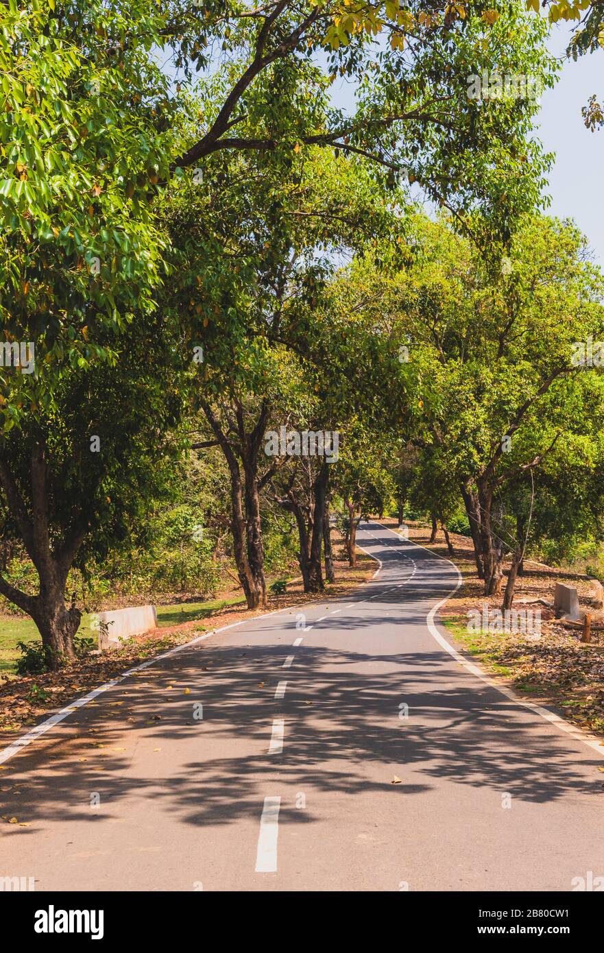 Indian forest roads hi-res stock photography and images - Alamy