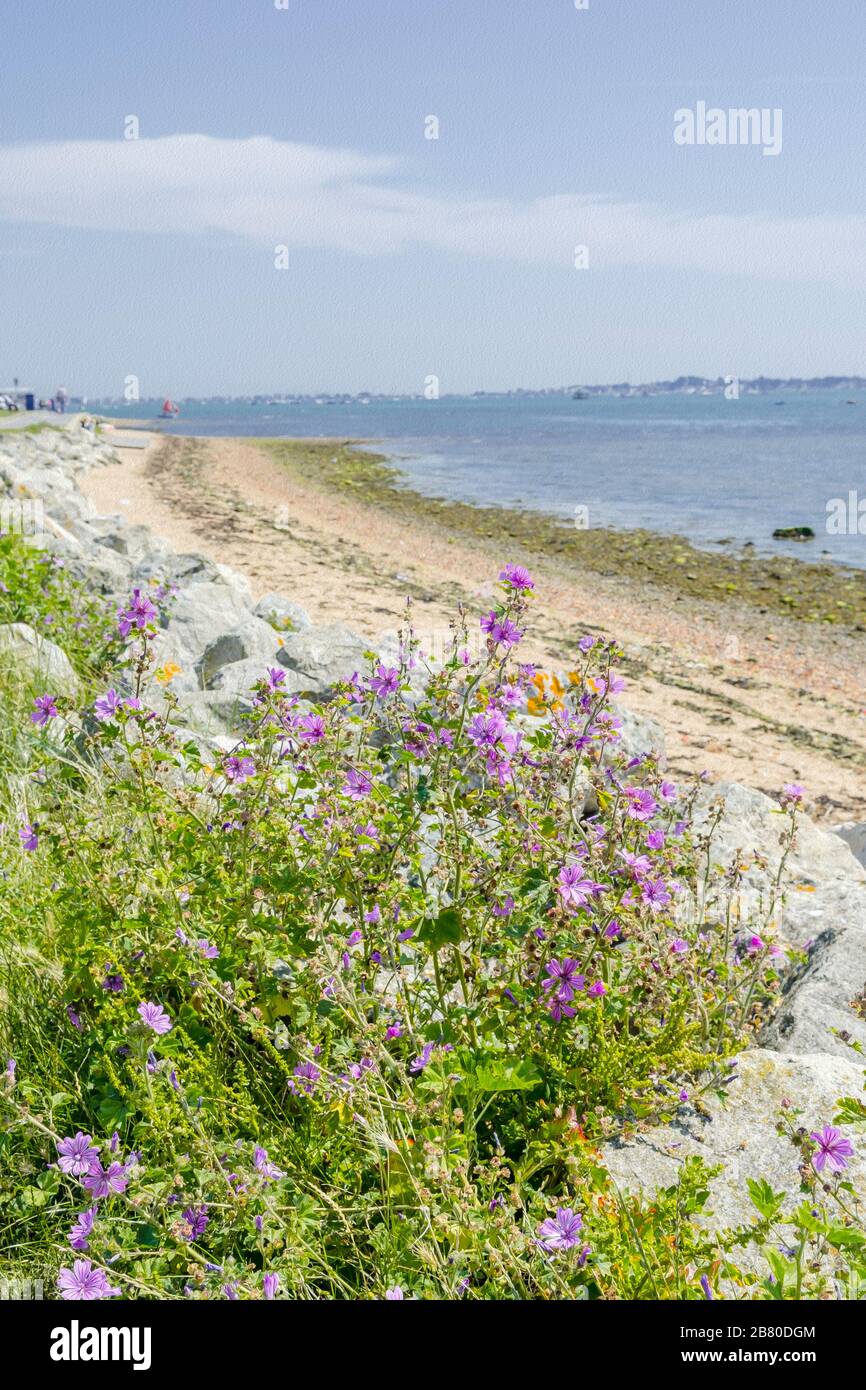 Summer beach in Poole, Dorset, UK Stock Photo - Alamy