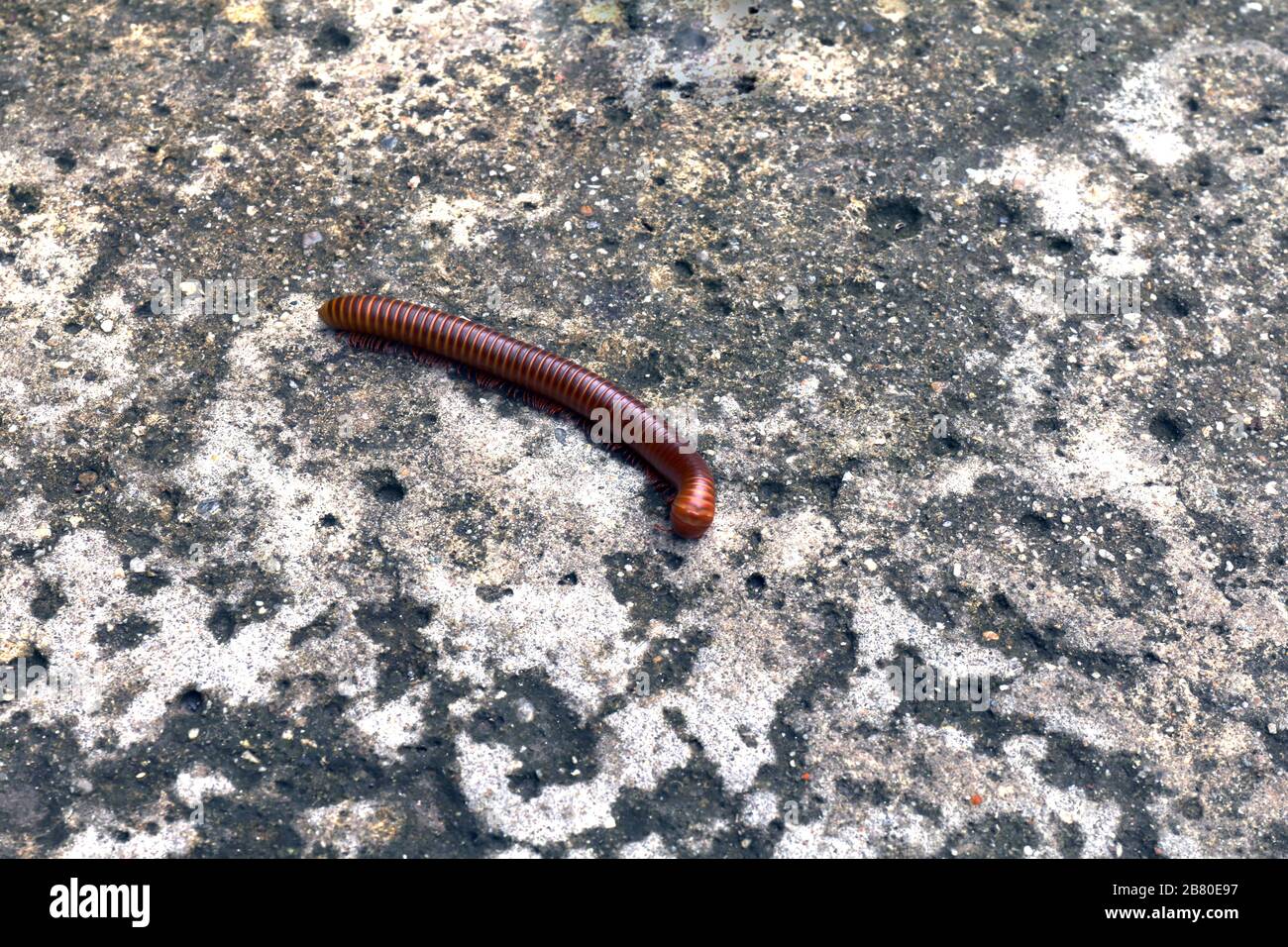 Millipede tracks hi-res stock photography and images - Alamy