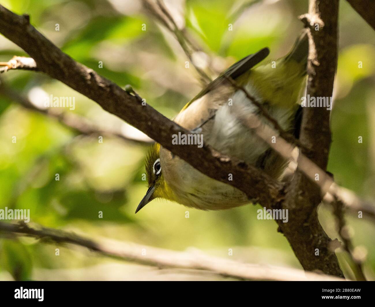 A Japanese white-eye, also called a warbling white-eye or mountain ...