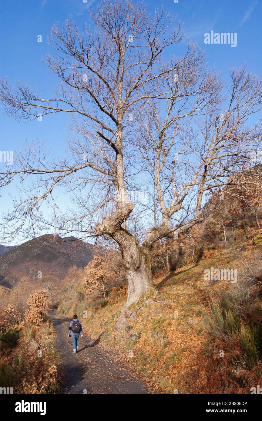 Young woman walking with backpack on path with centuries old chestnut ...