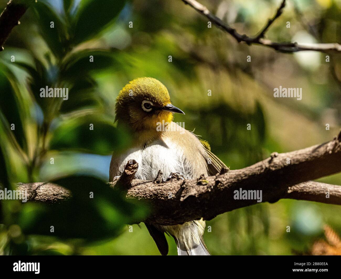 A Japanese white-eye, also called a warbling white-eye or mountain ...
