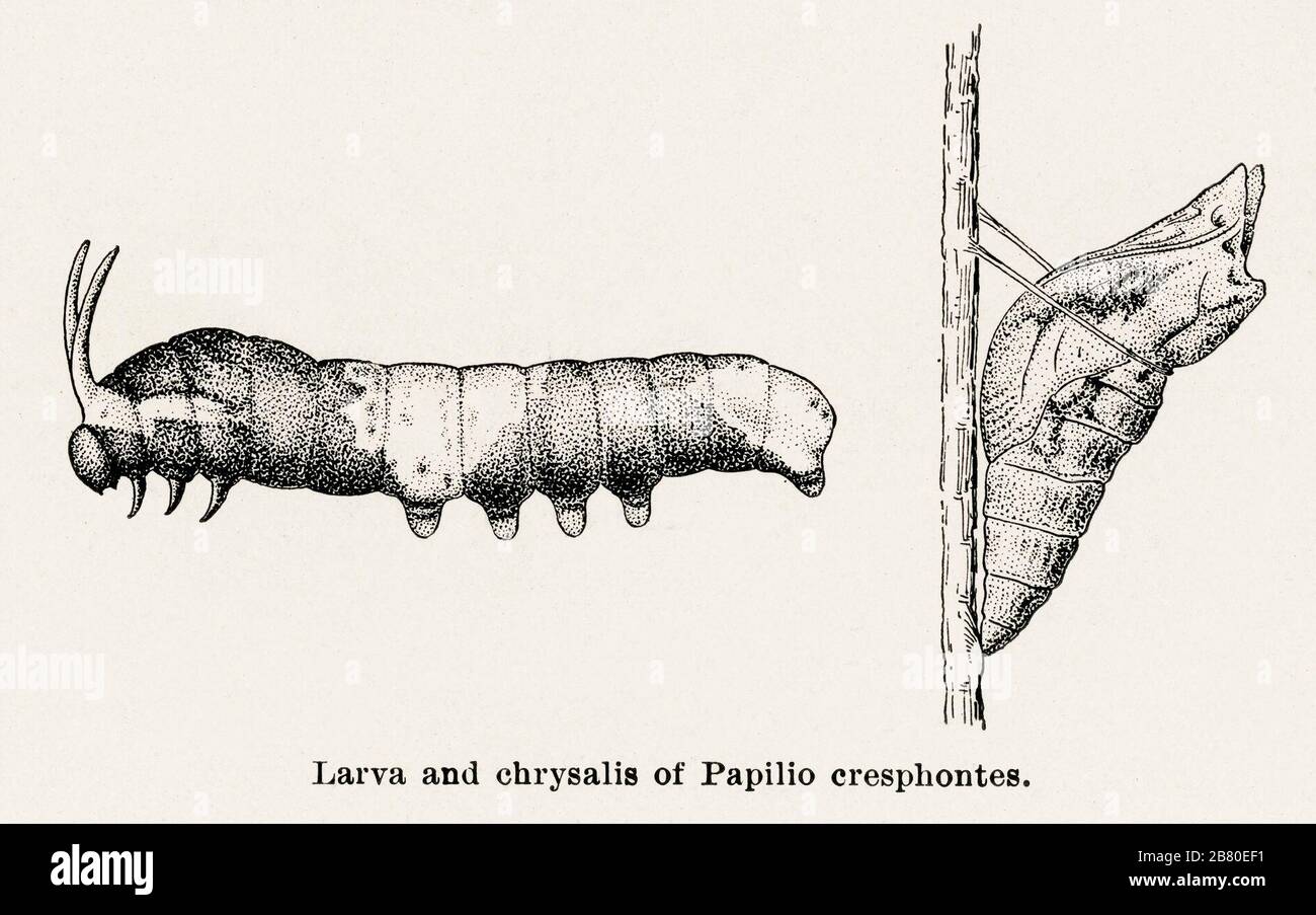 Beetle larva pupa hi-res stock photography and images - Alamy