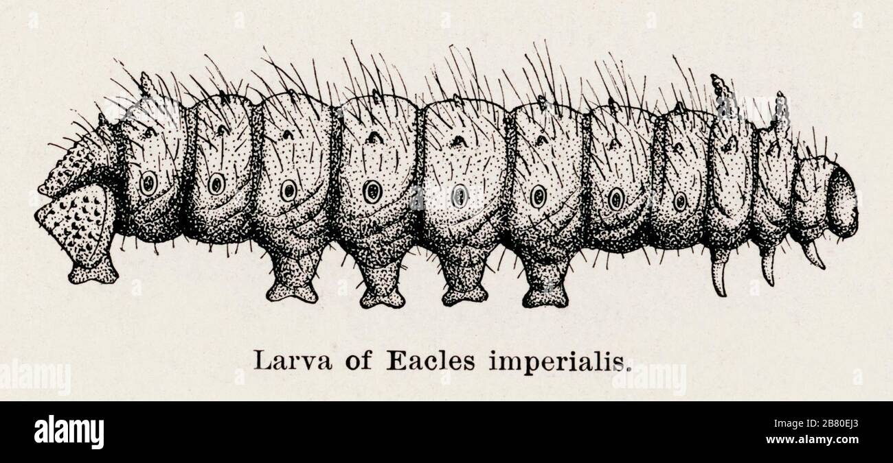 Imperial caterpillar hi-res stock photography and images - Alamy