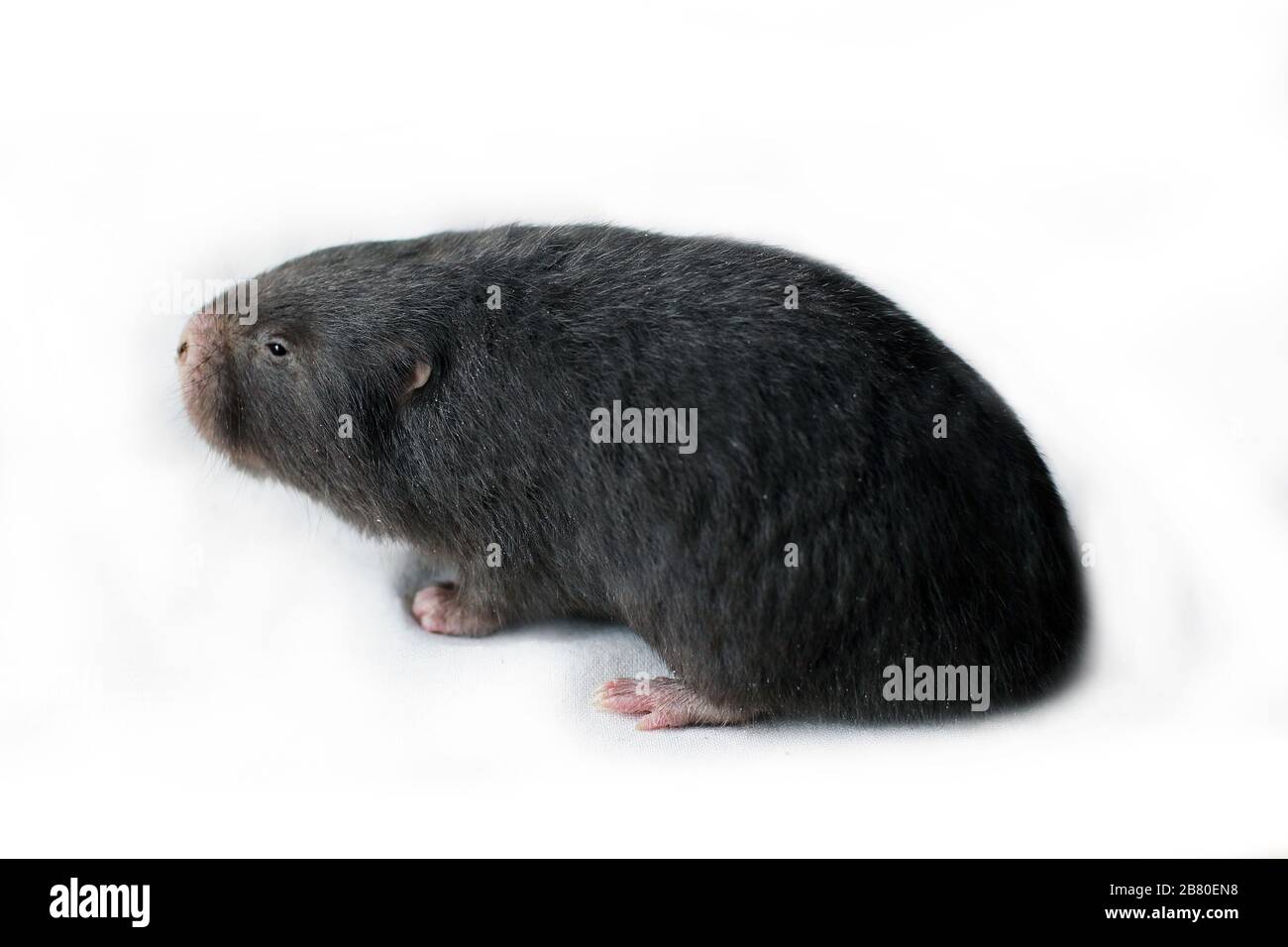 mole, the mole are molehill wool black grey color, asia mole on ...