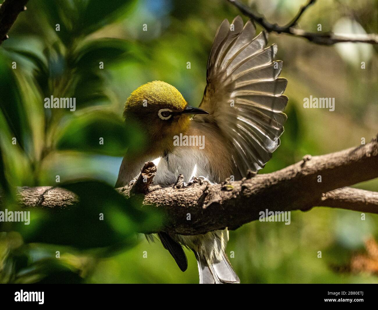 A Japanese white-eye, also called a warbling white-eye or mountain ...