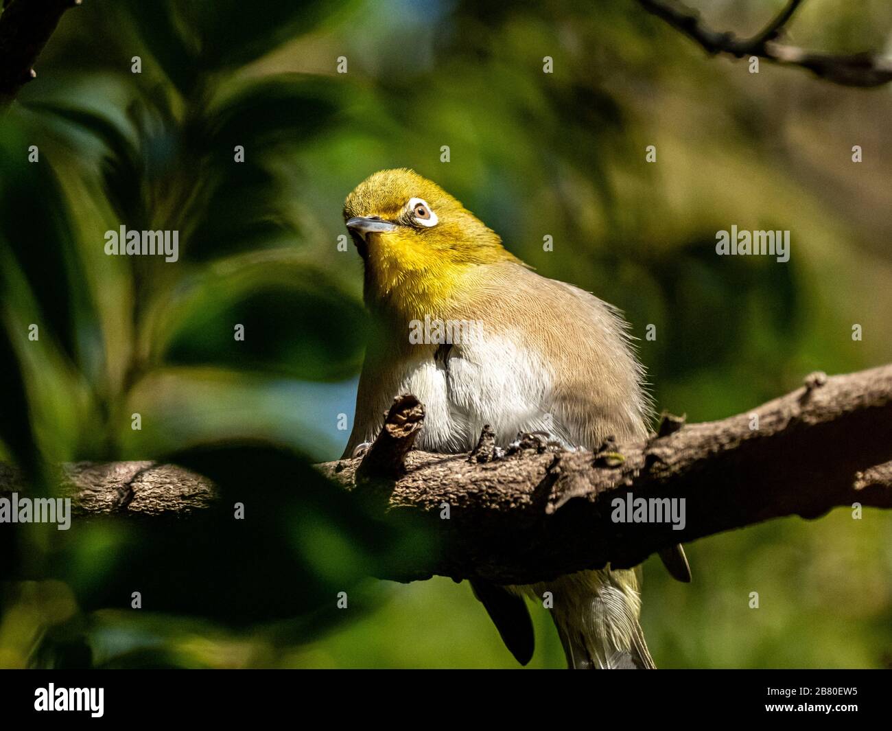 A Japanese white-eye, also called a warbling white-eye or mountain ...
