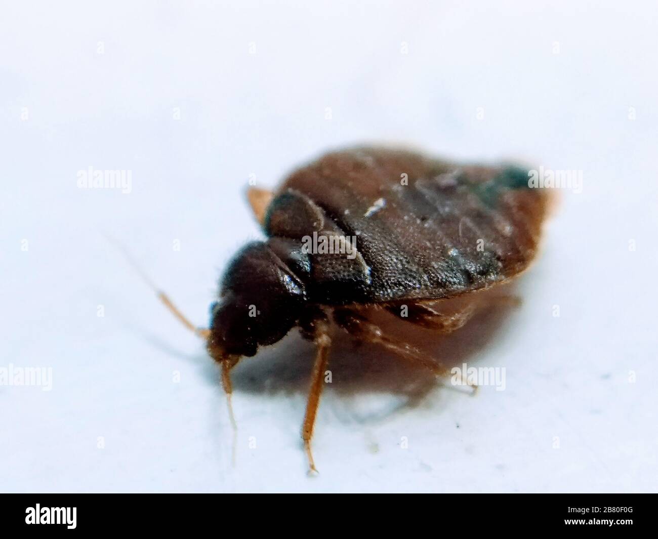 A picture of bedbug Stock Photo - Alamy