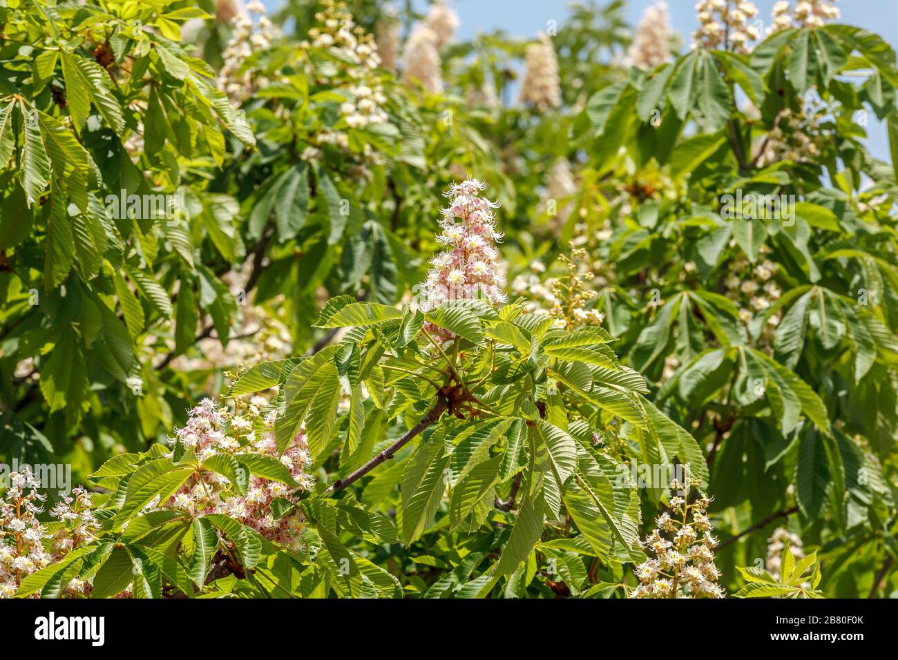Chestnut tree flower hi-res stock photography and images - Alamy
