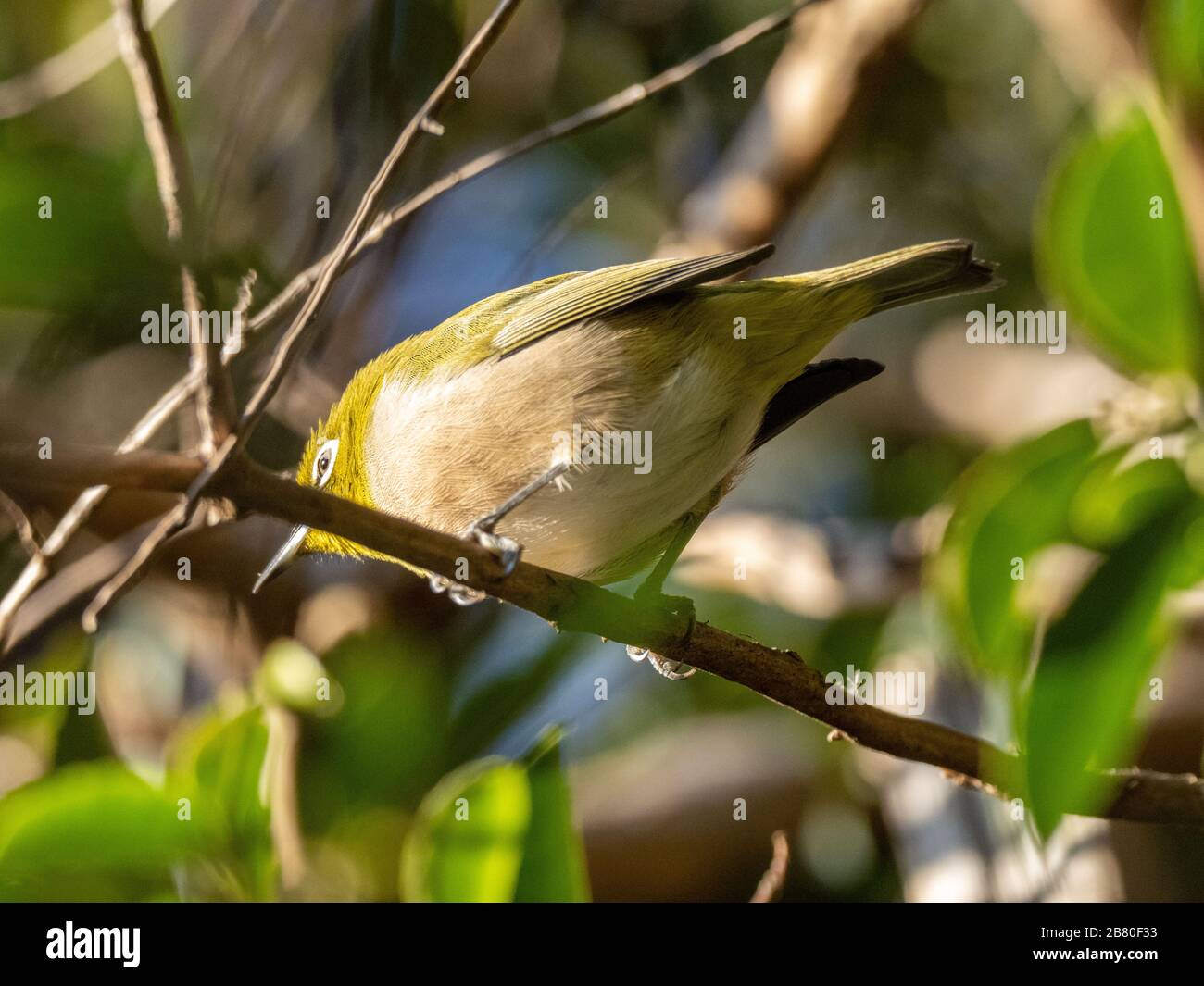 A Japanese white-eye, also called a warbling white-eye or mountain ...