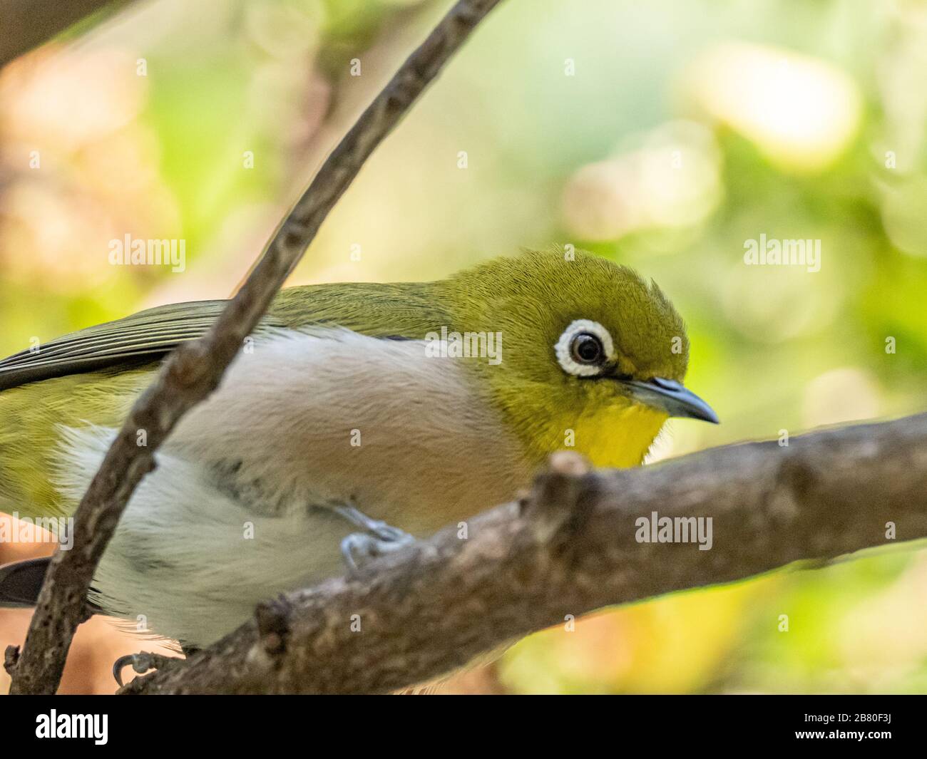 A Japanese white-eye, also called a warbling white-eye or mountain ...