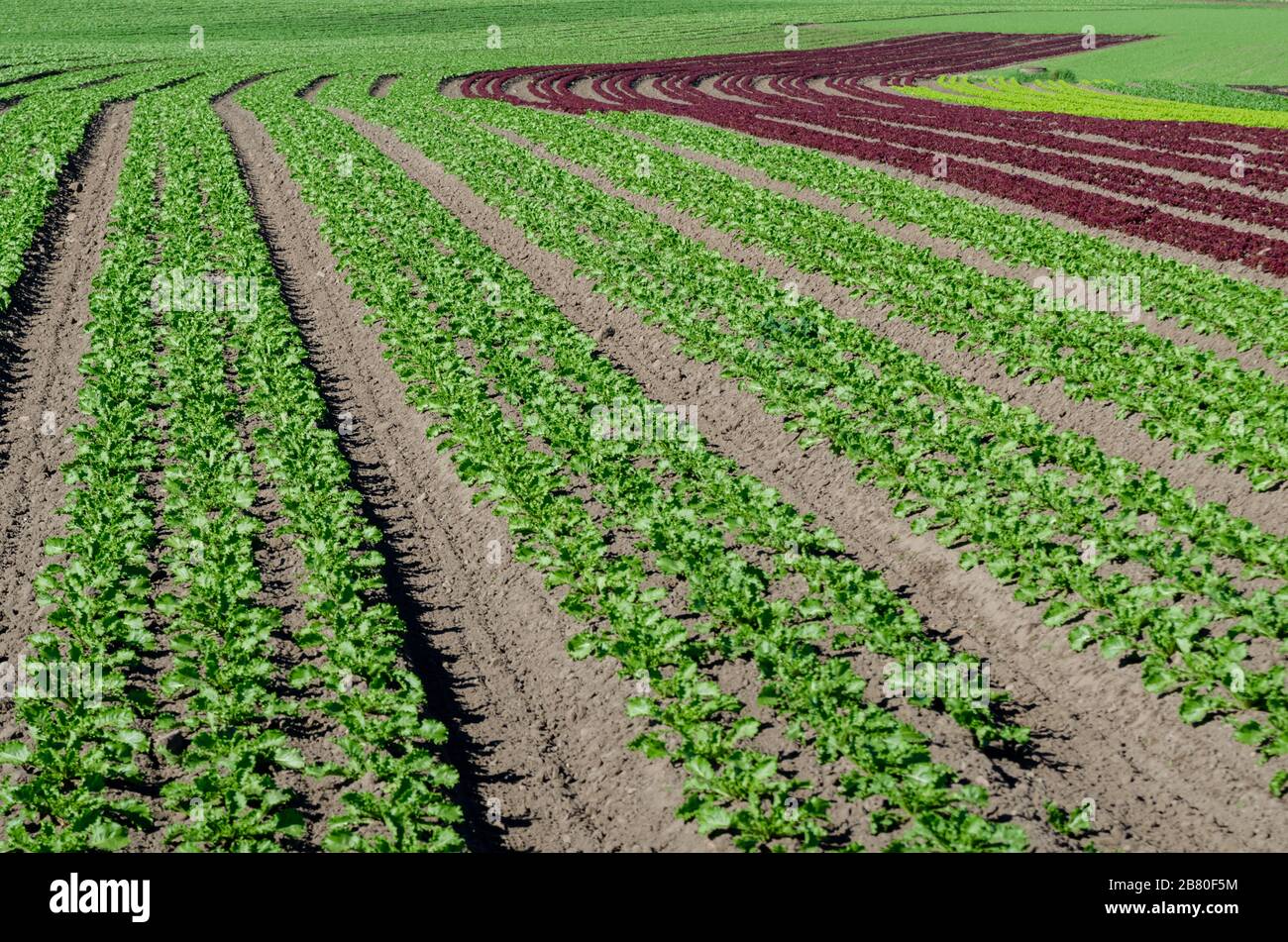 Vast green field with plants during the daytime Stock Photo - Alamy